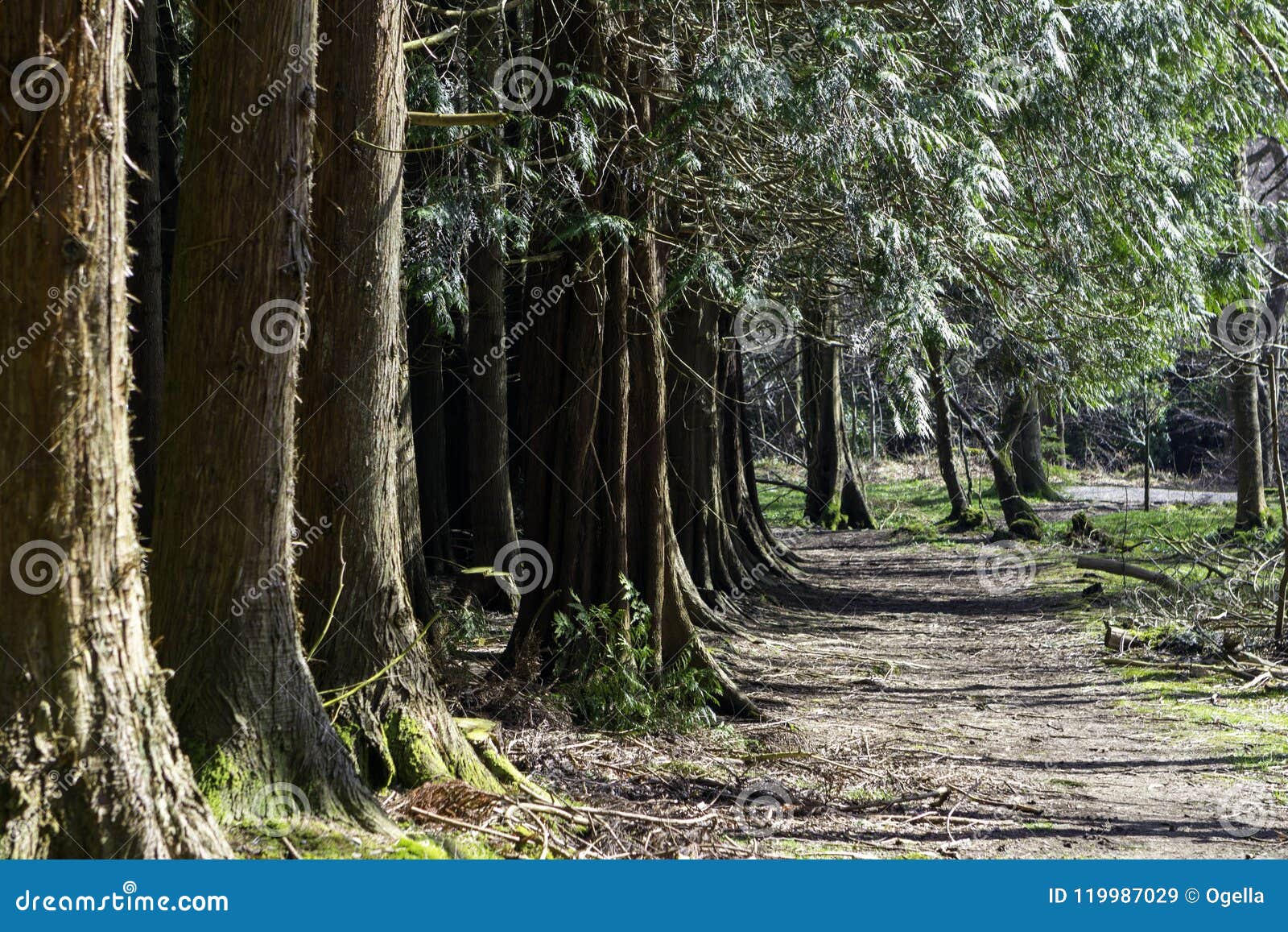 Path Along Pine Forest in Summer Stock Image - Image of green, path ...