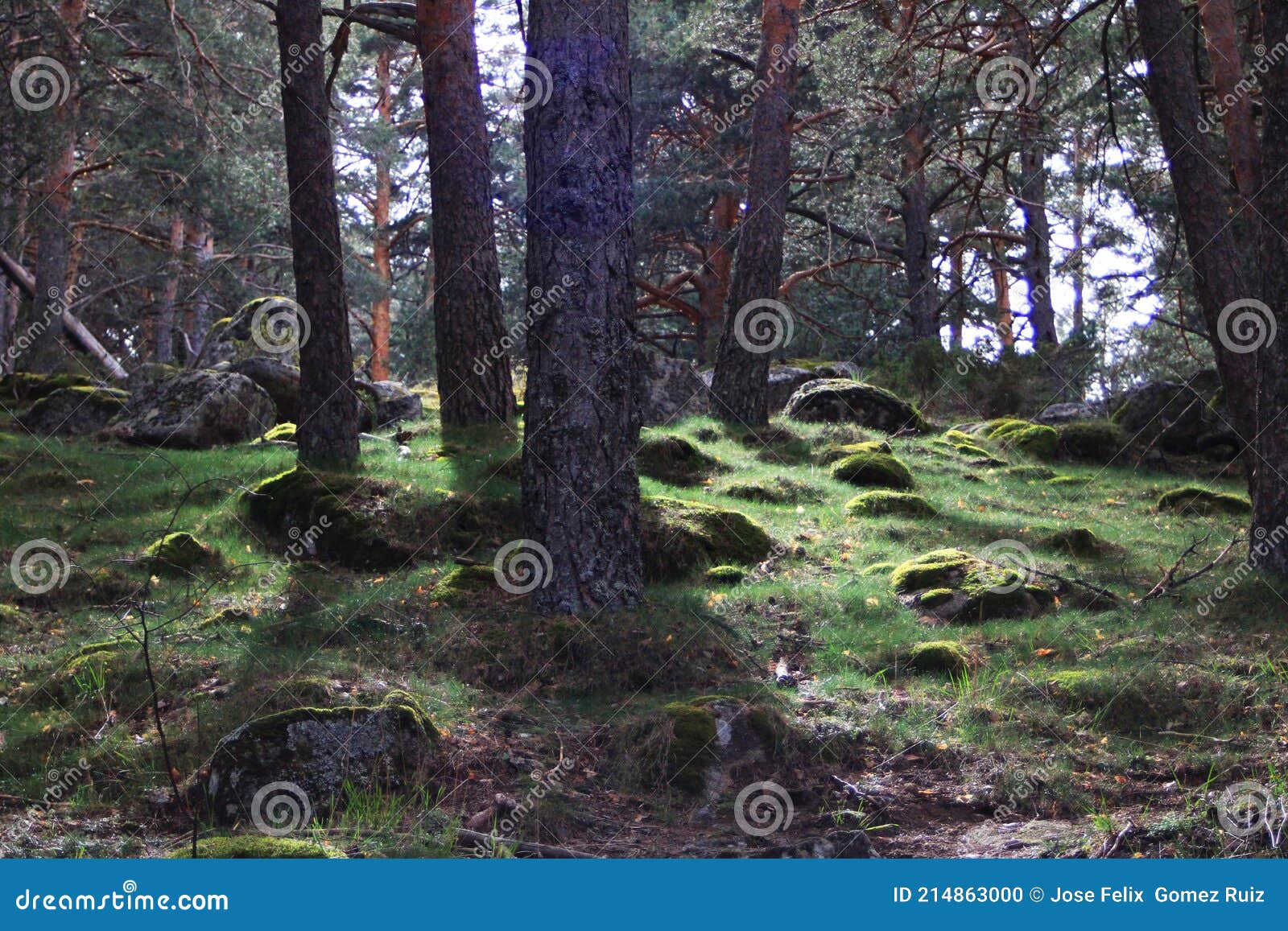 Pine forest at sunset stock photo. Image of light, foliage - 214863000