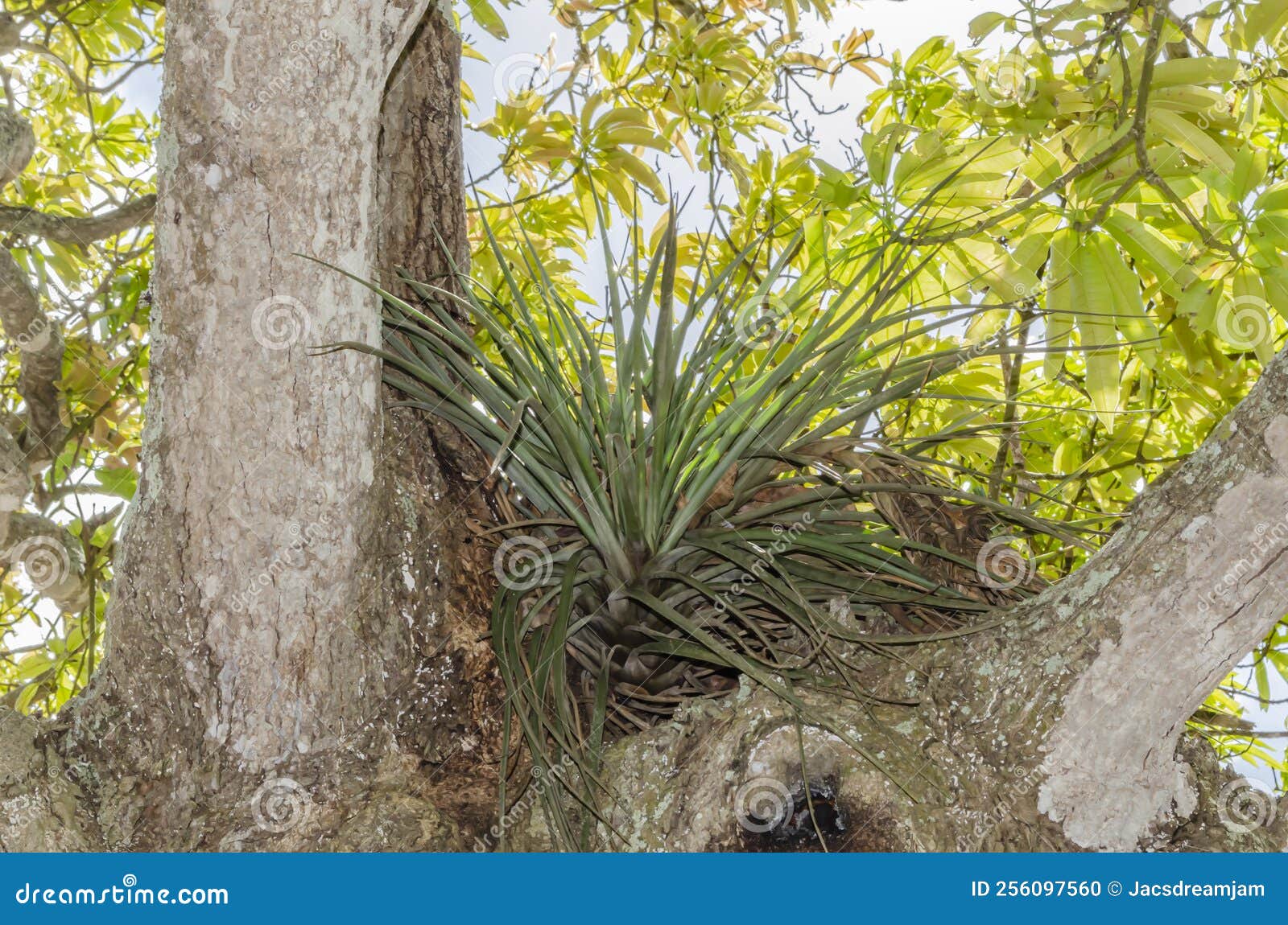 Wild Pine Growing on Tree stock photo. Image of branches - 256097560