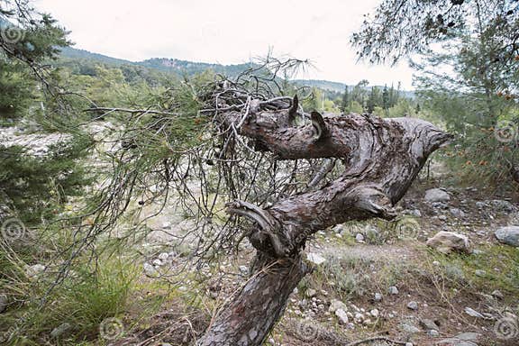Bent pine tree stock photo. Image of survival, tree - 255855328