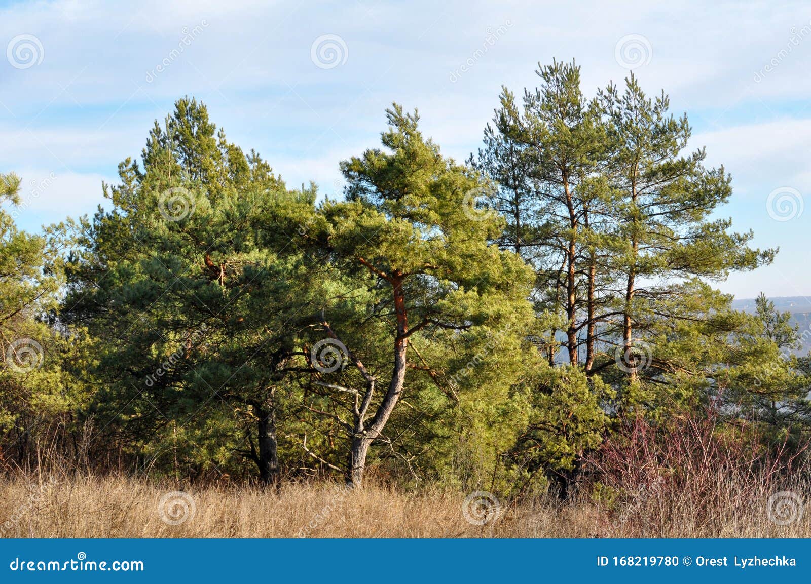 Pine trees grow in nature stock photo. Image of landscape - 168219780
