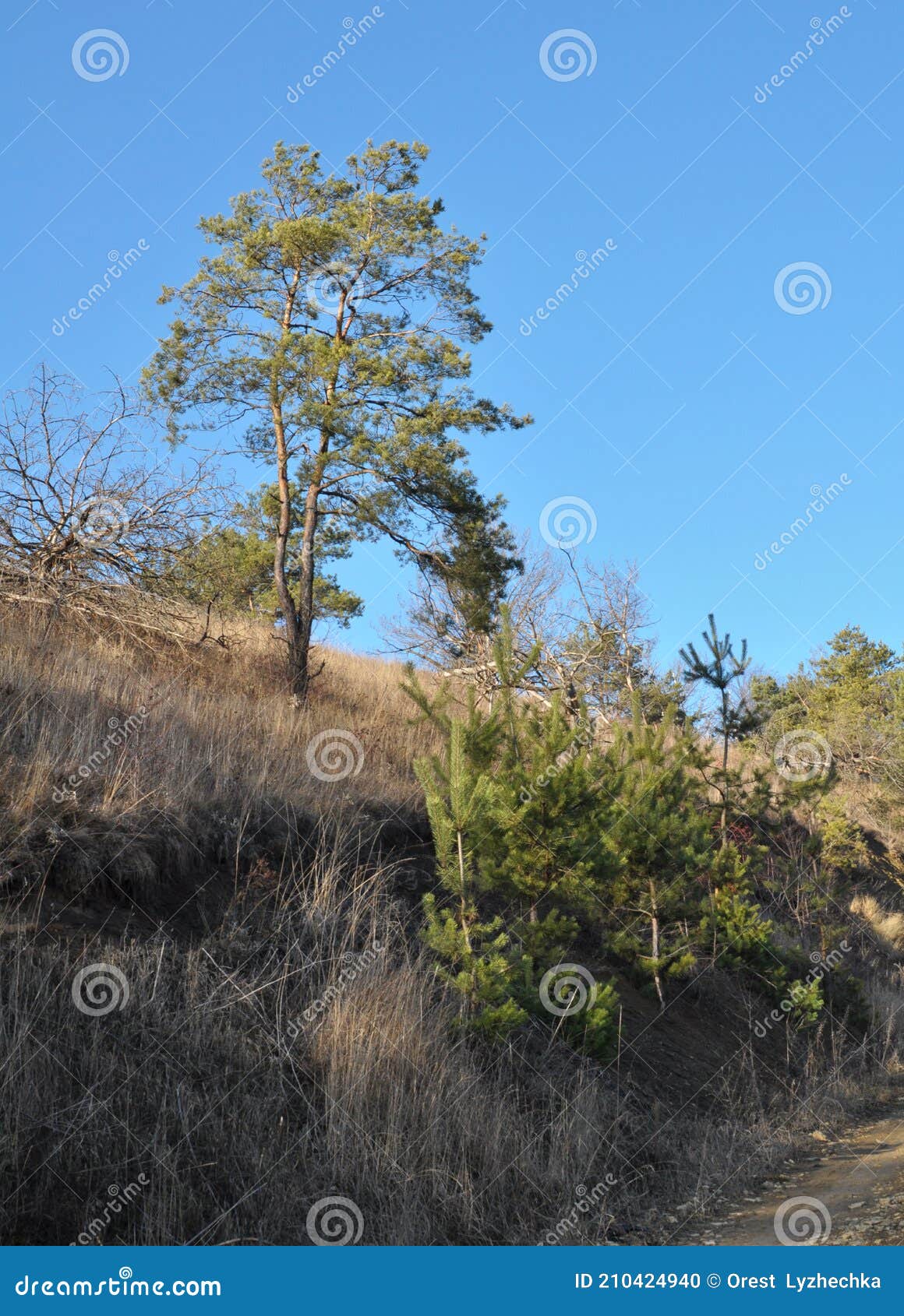 Pine trees grow in nature stock photo. Image of branch - 210424940