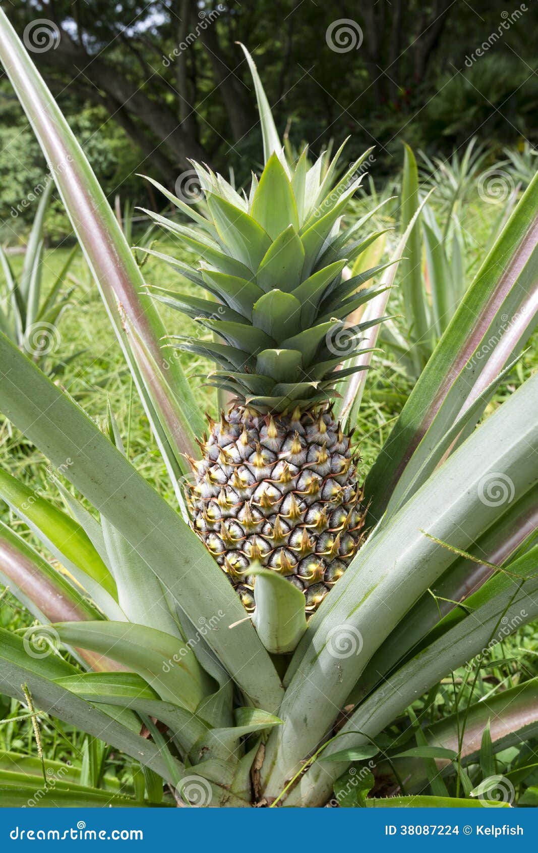 Wild pineapple stock photo. Image of leaf, pineapple - 38087224