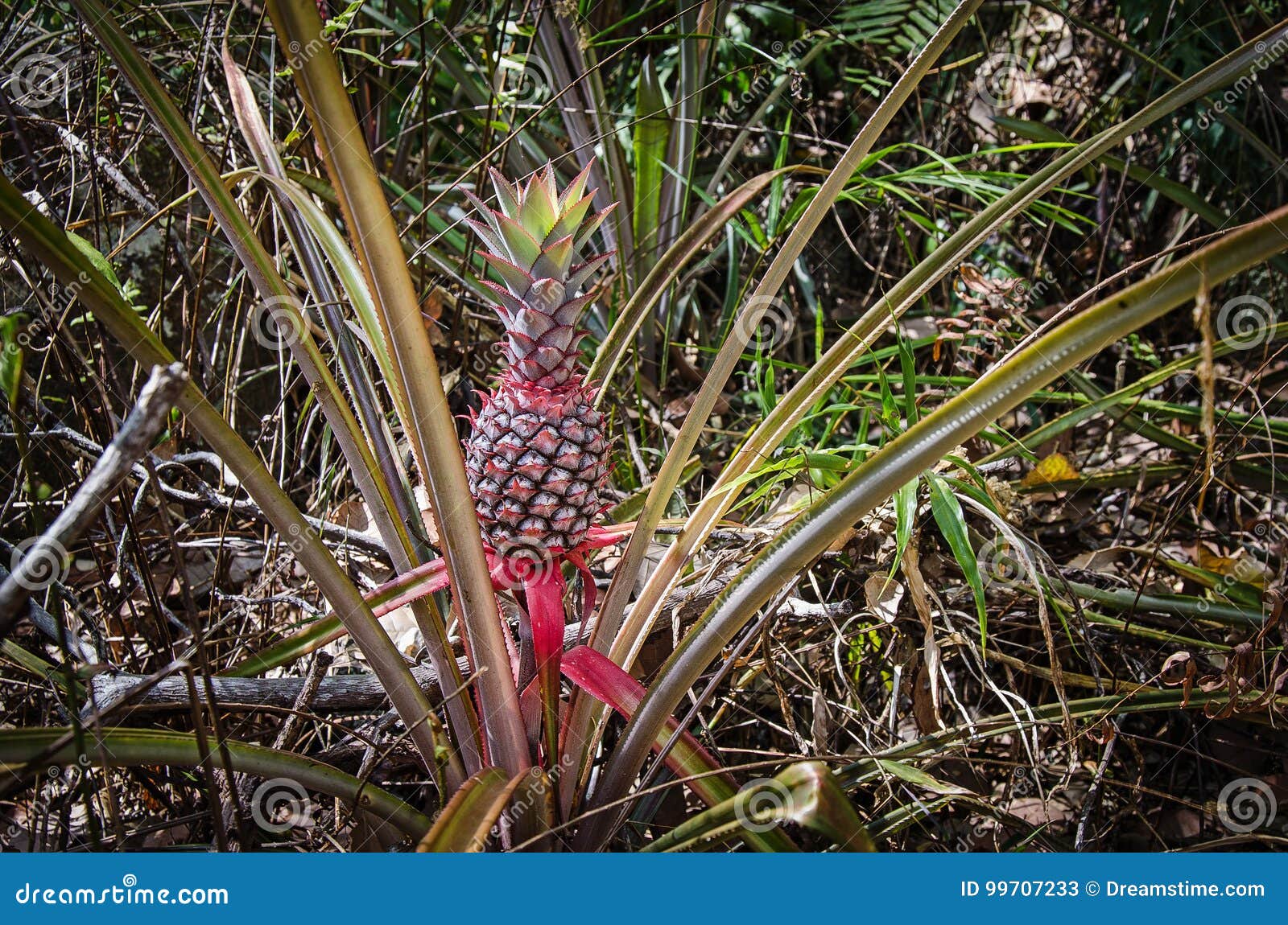 A Wild Pineapple in the Forest Stock Image - Image of garden ...