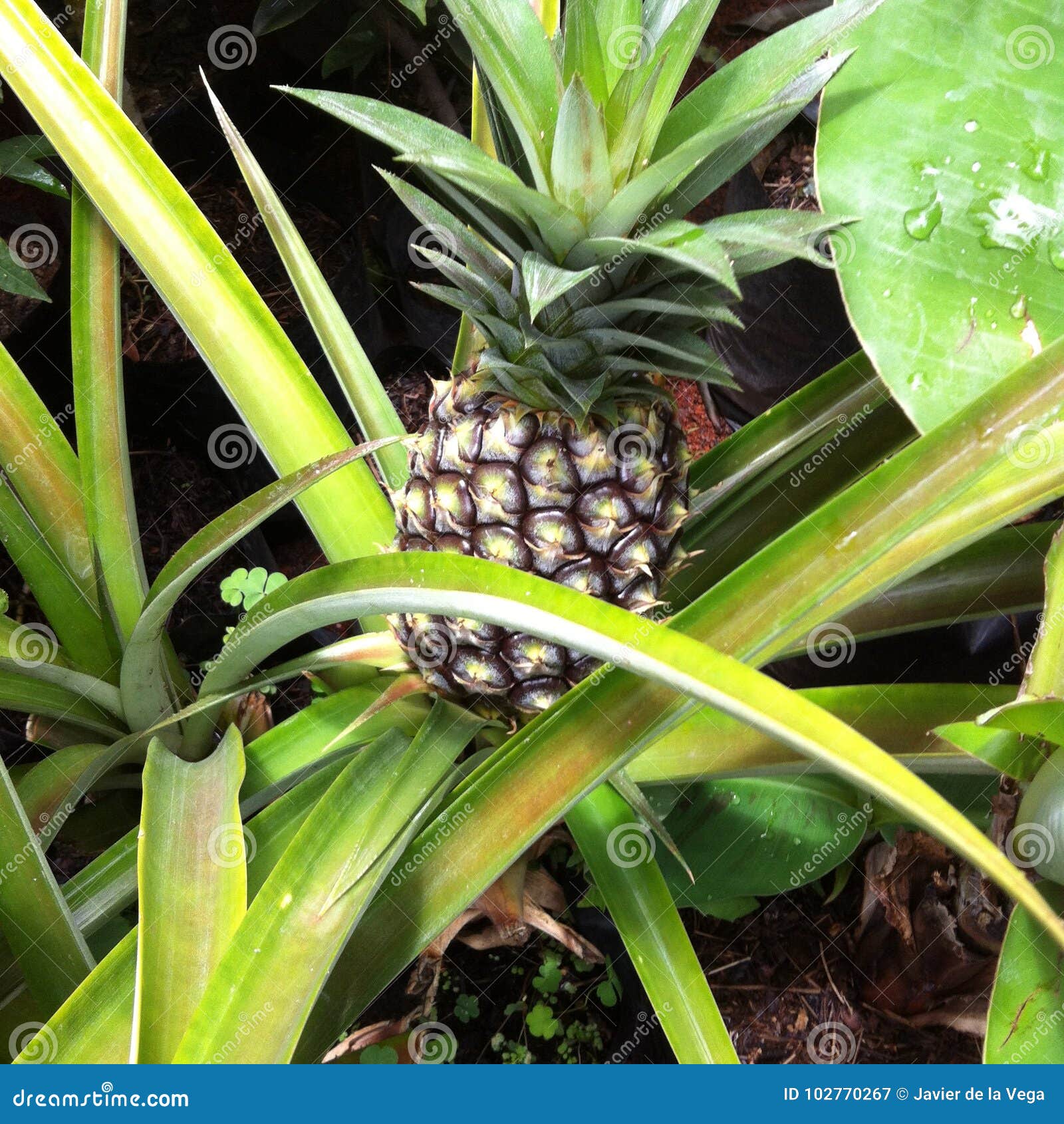 Wild Pineapple stock image. Image of nature, landscape - 102770267