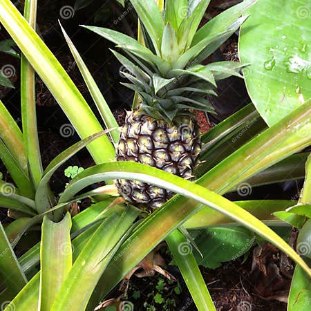 Wild Pineapple stock image. Image of nature, landscape - 102770267