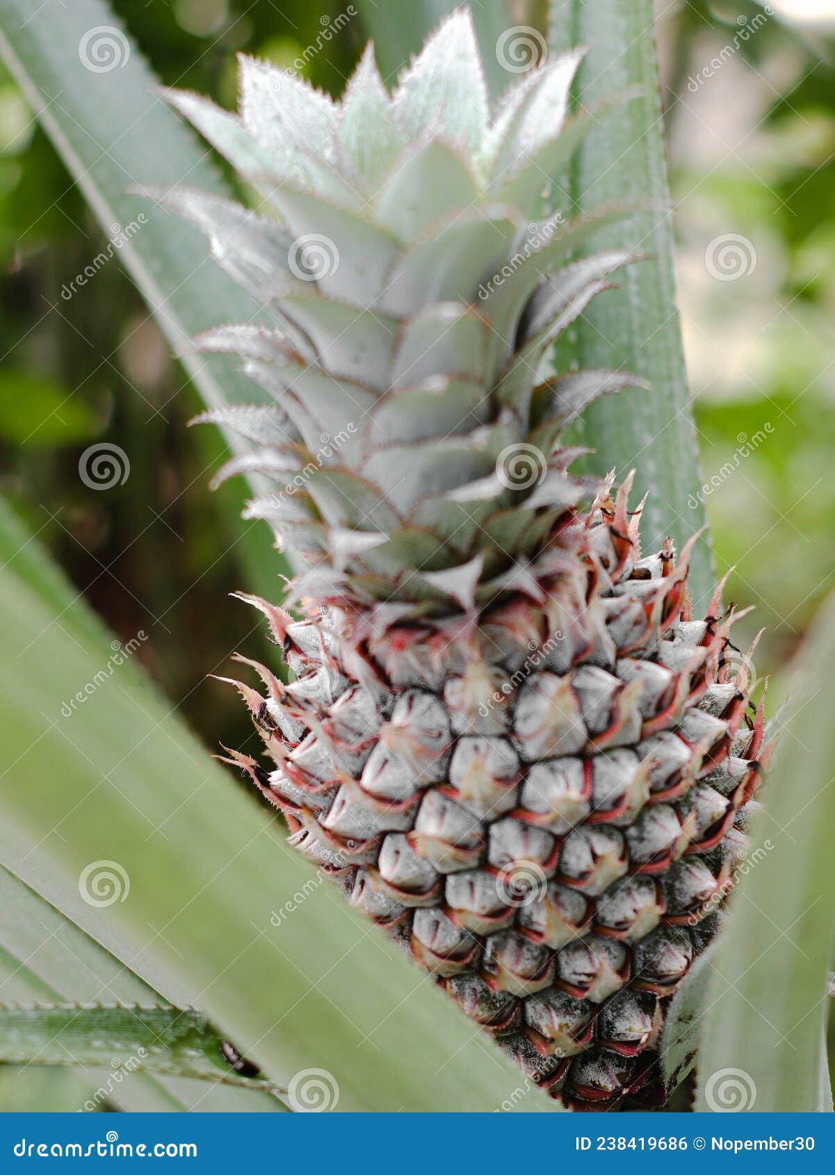 Wild pineapple tree stock photo. Image of food, growth - 238419686