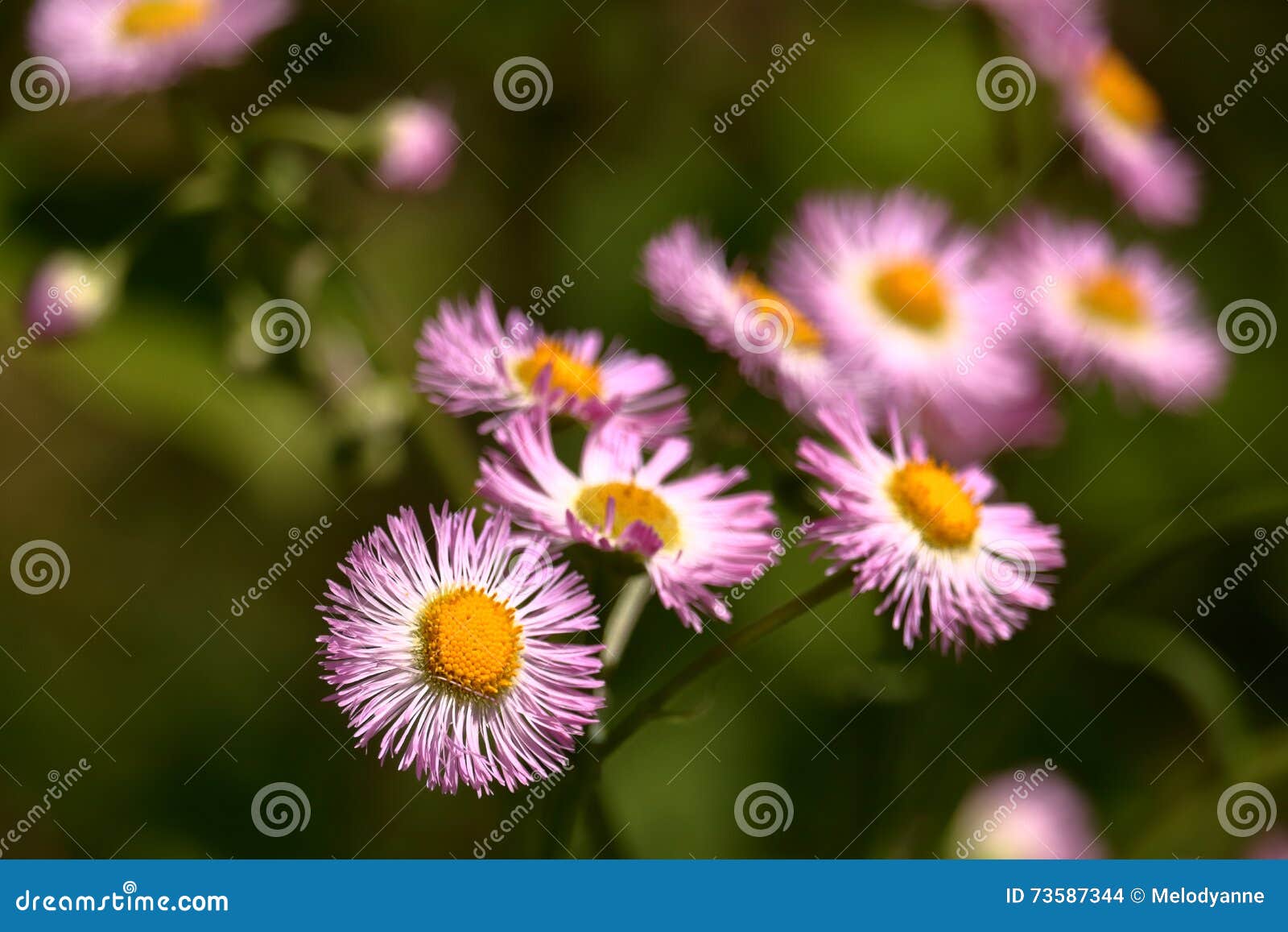 Wild Pink Asters stock photo. Image of asters, feathery - 73587344