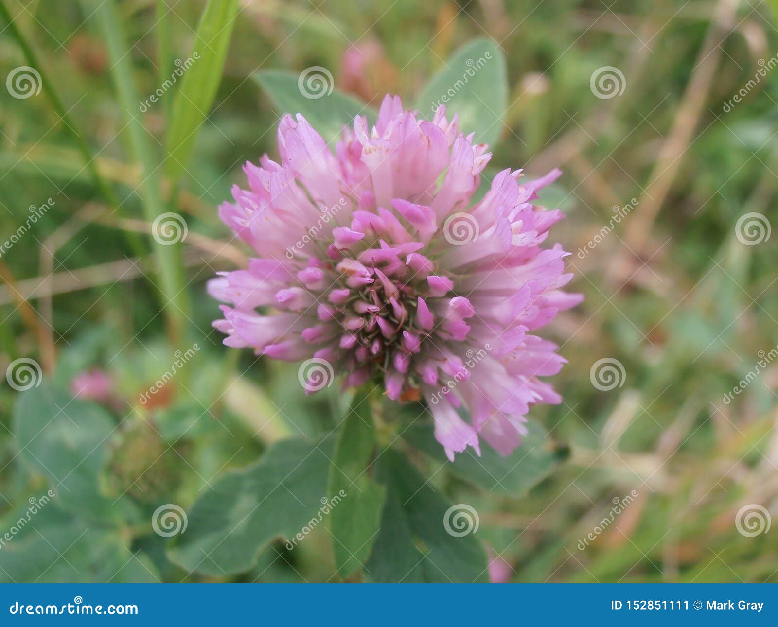 Pink Clover stock image. Image of botany, pink, clover - 152851111