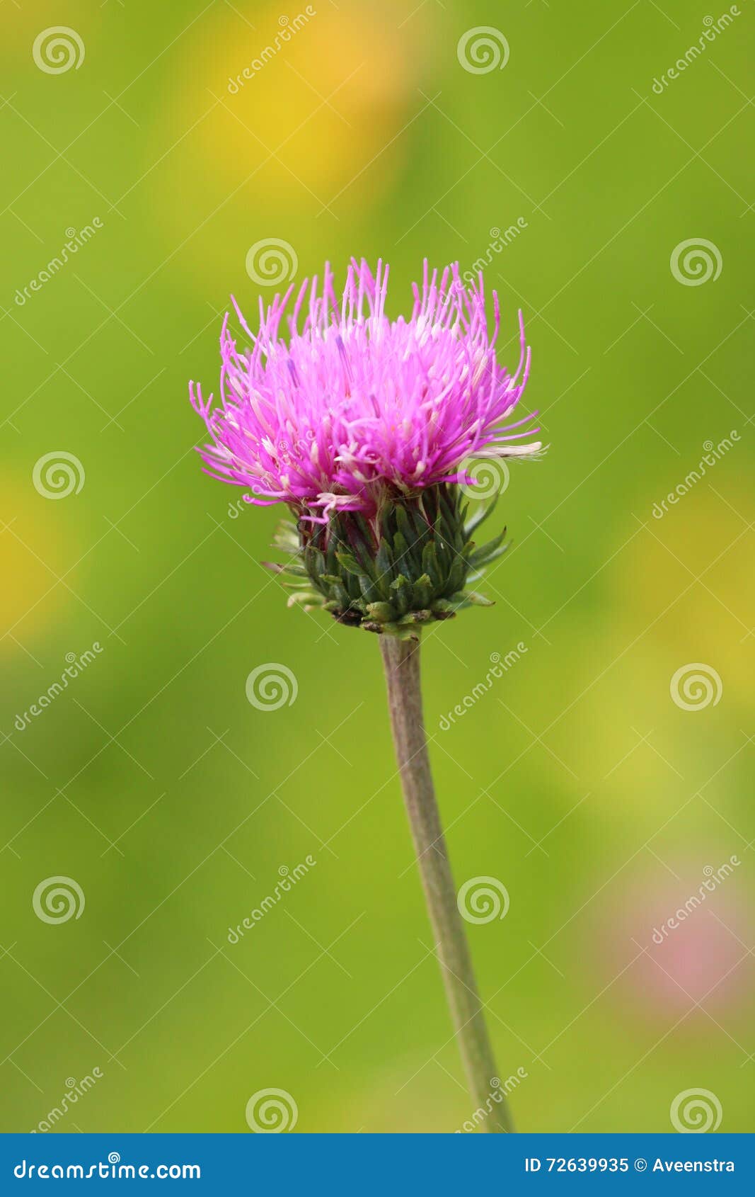 Wild Pink Distel Flower Plant Holland Stock Image - Image of ...