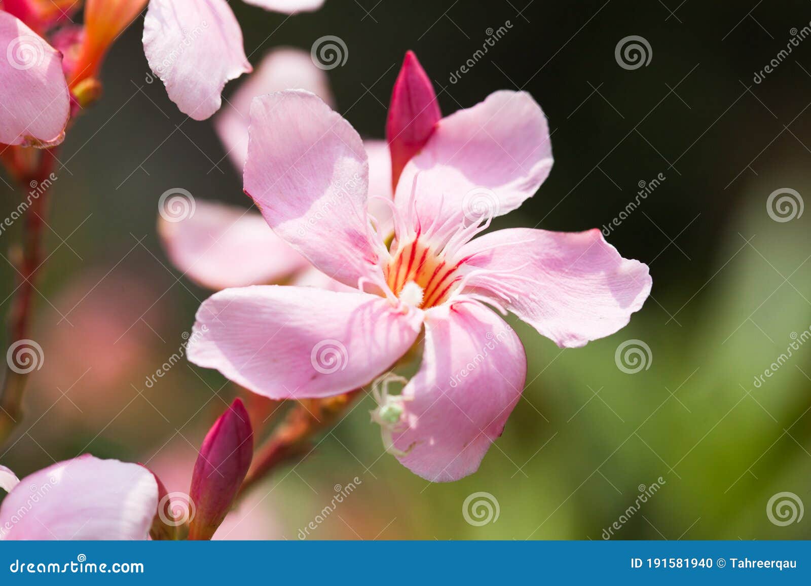 Wild pink flower stock photo. Image of plant, branch - 191581940