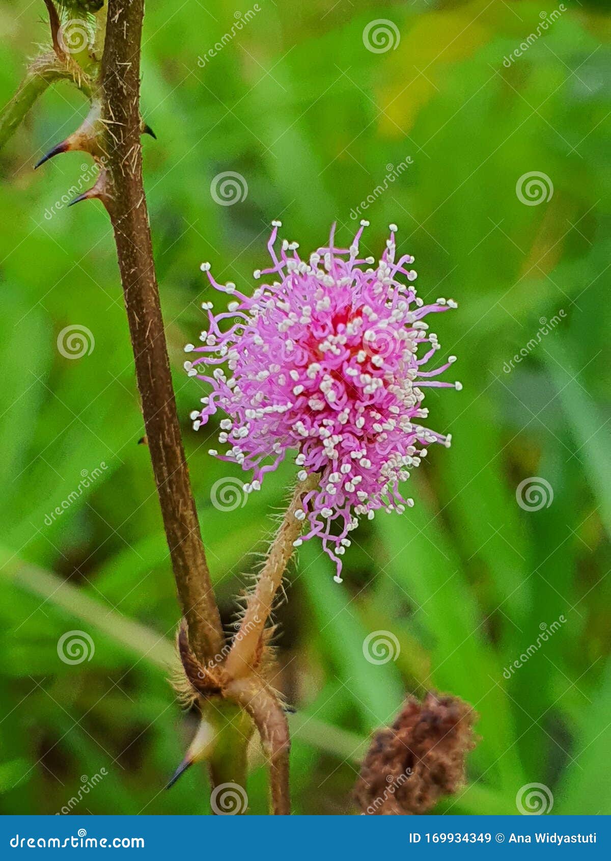 A Wild Pink Flower in Side Road Stock Image - Image of side, flower ...