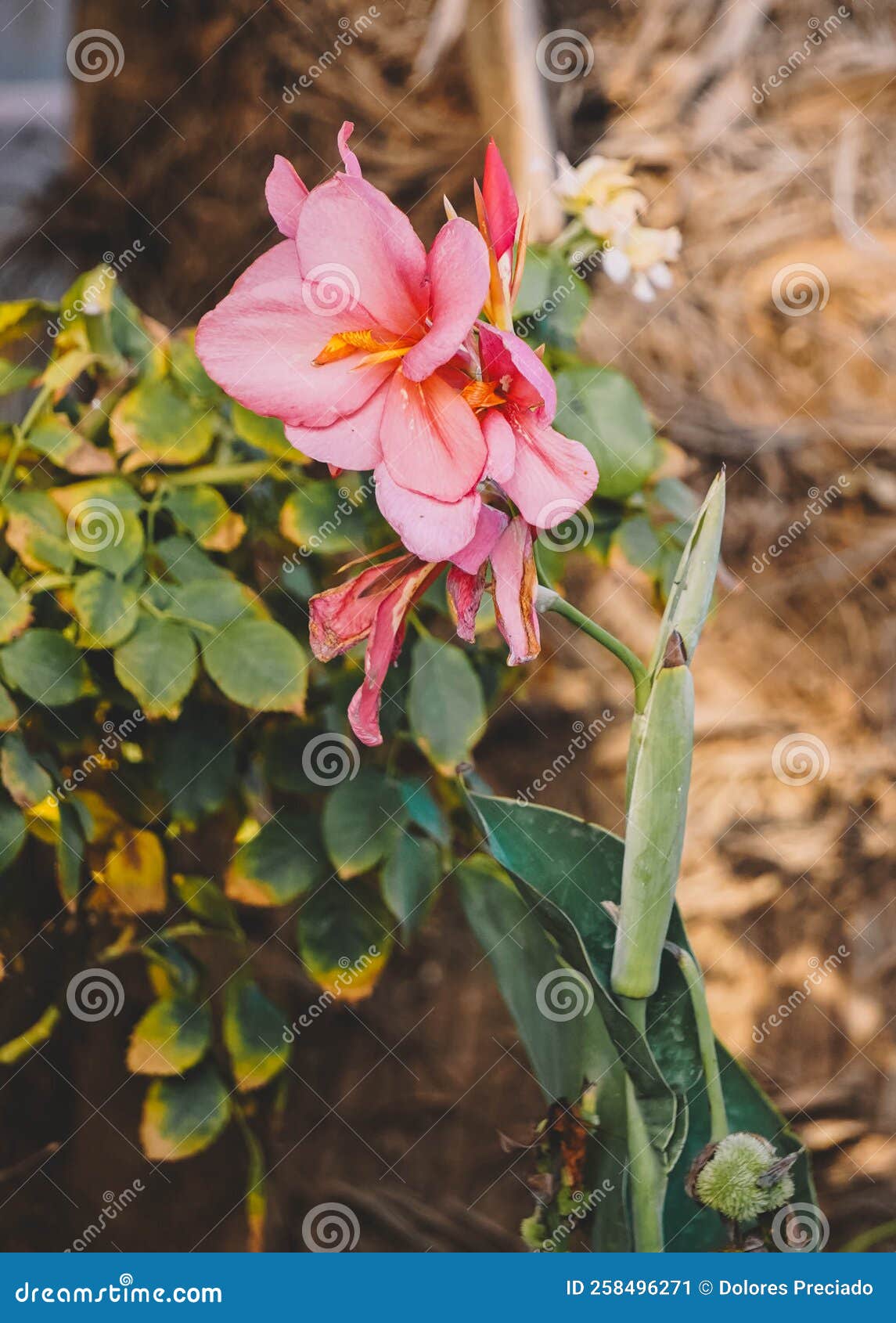 Wild Pink Flowers in Spring Stock Image - Image of blossom, plant ...