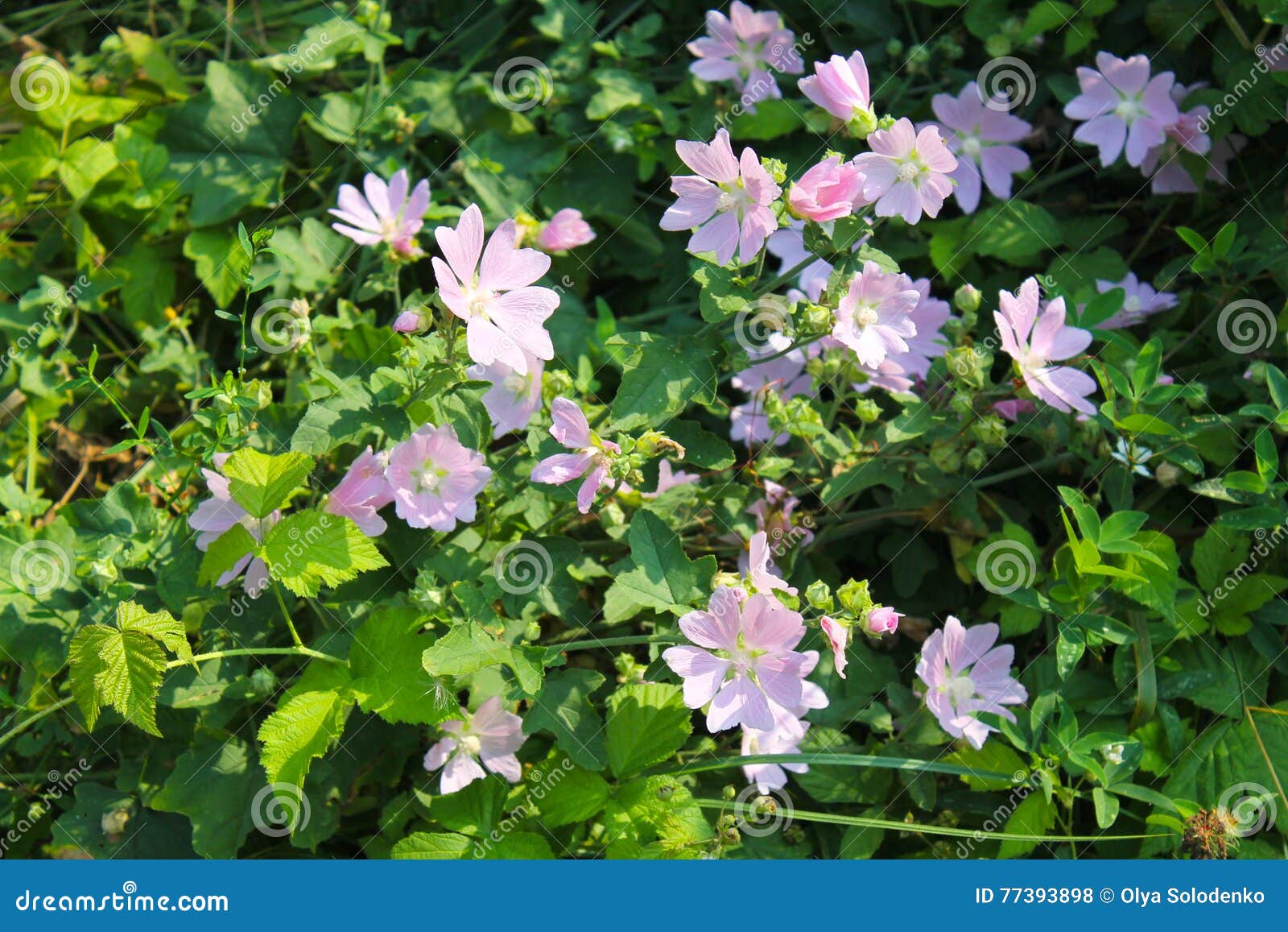 Wild pink mallow stock photo. Image of malva, floral - 77393898