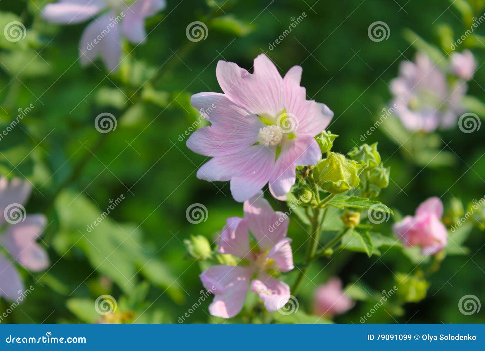 Wild pink mallow stock image. Image of herb, beautiful - 79091099