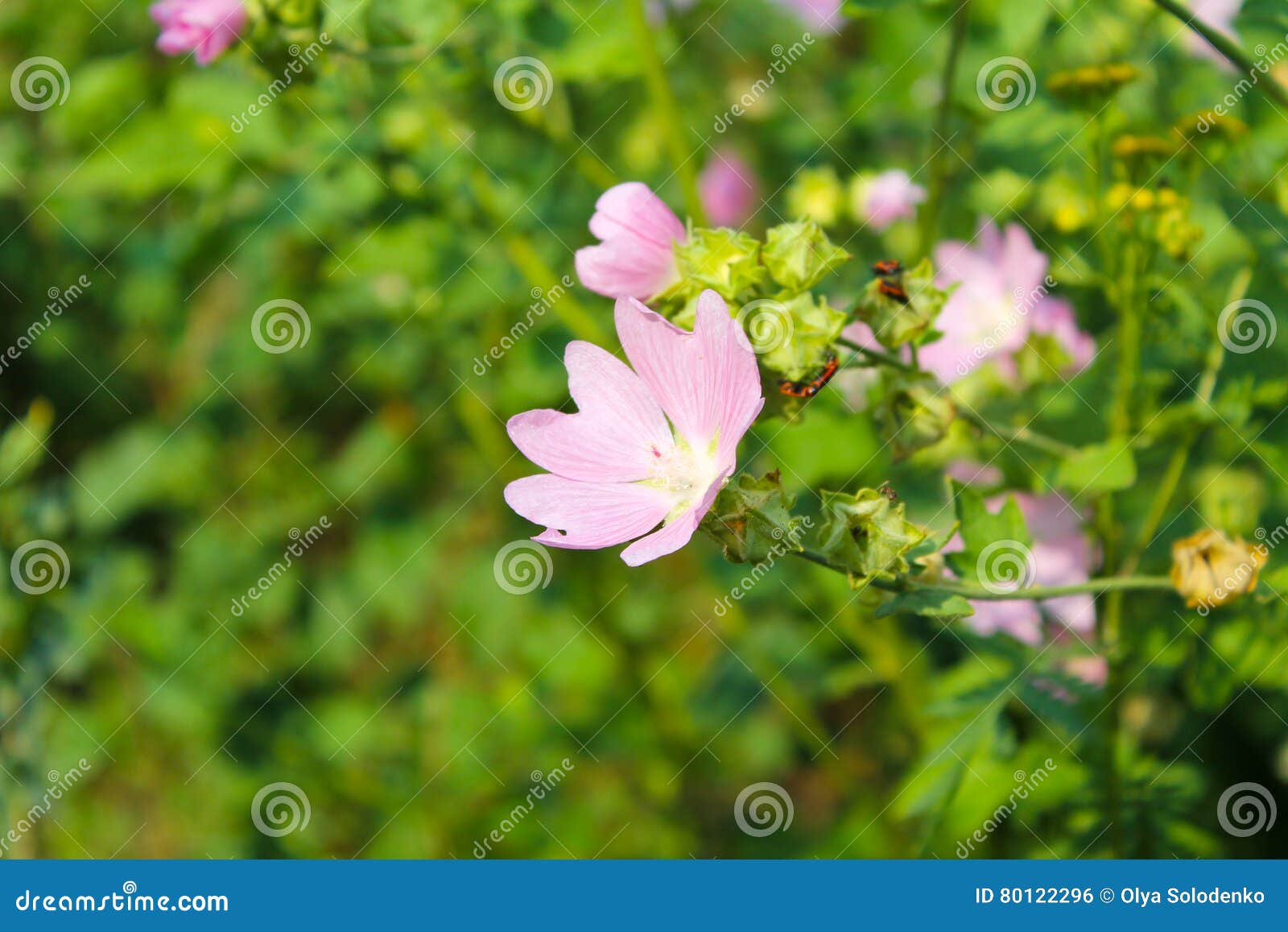 Wild pink mallow stock photo. Image of malvaceae, garden - 80122296