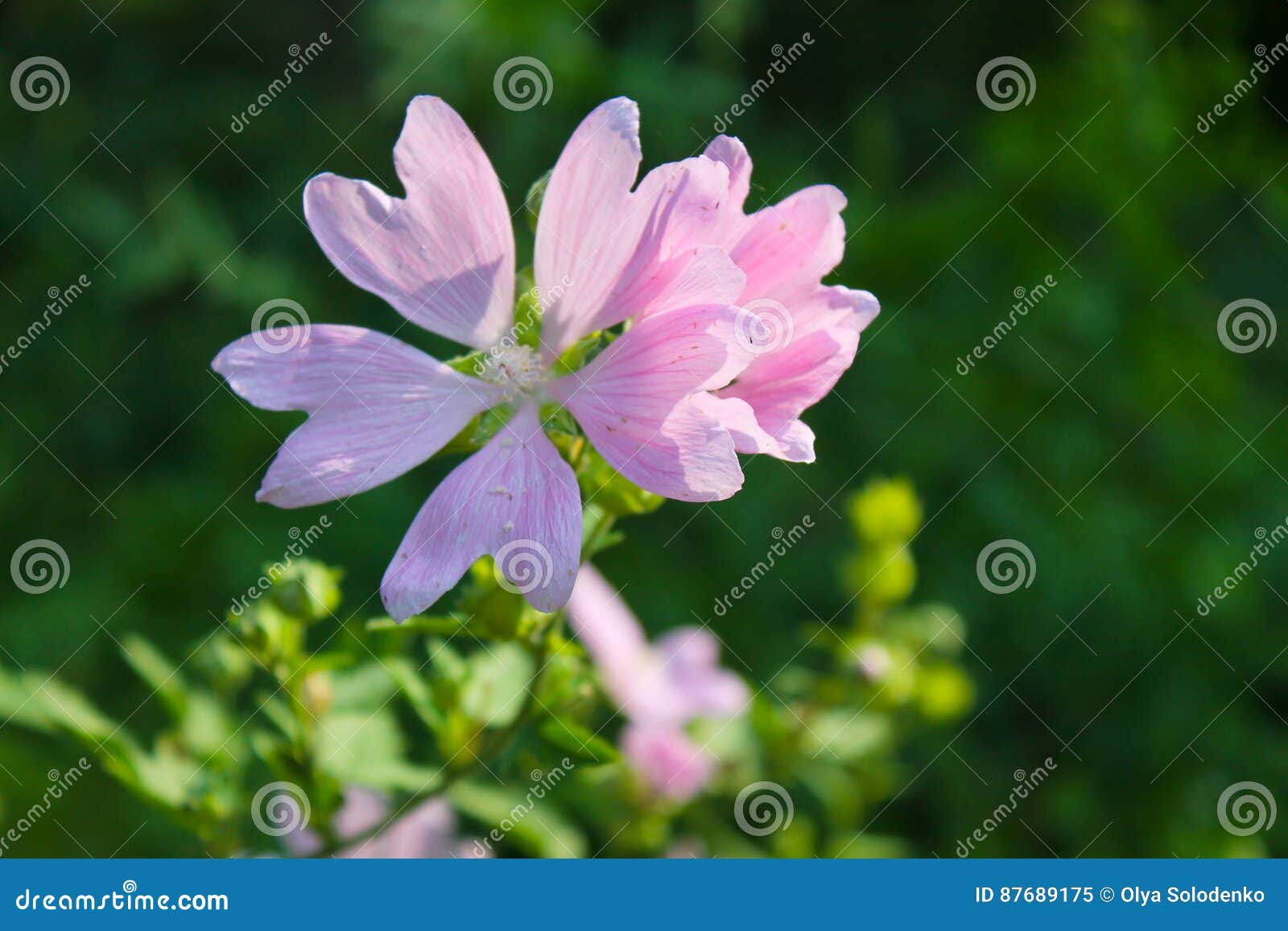 Wild pink mallow stock image. Image of hollyhock, herb - 87689175