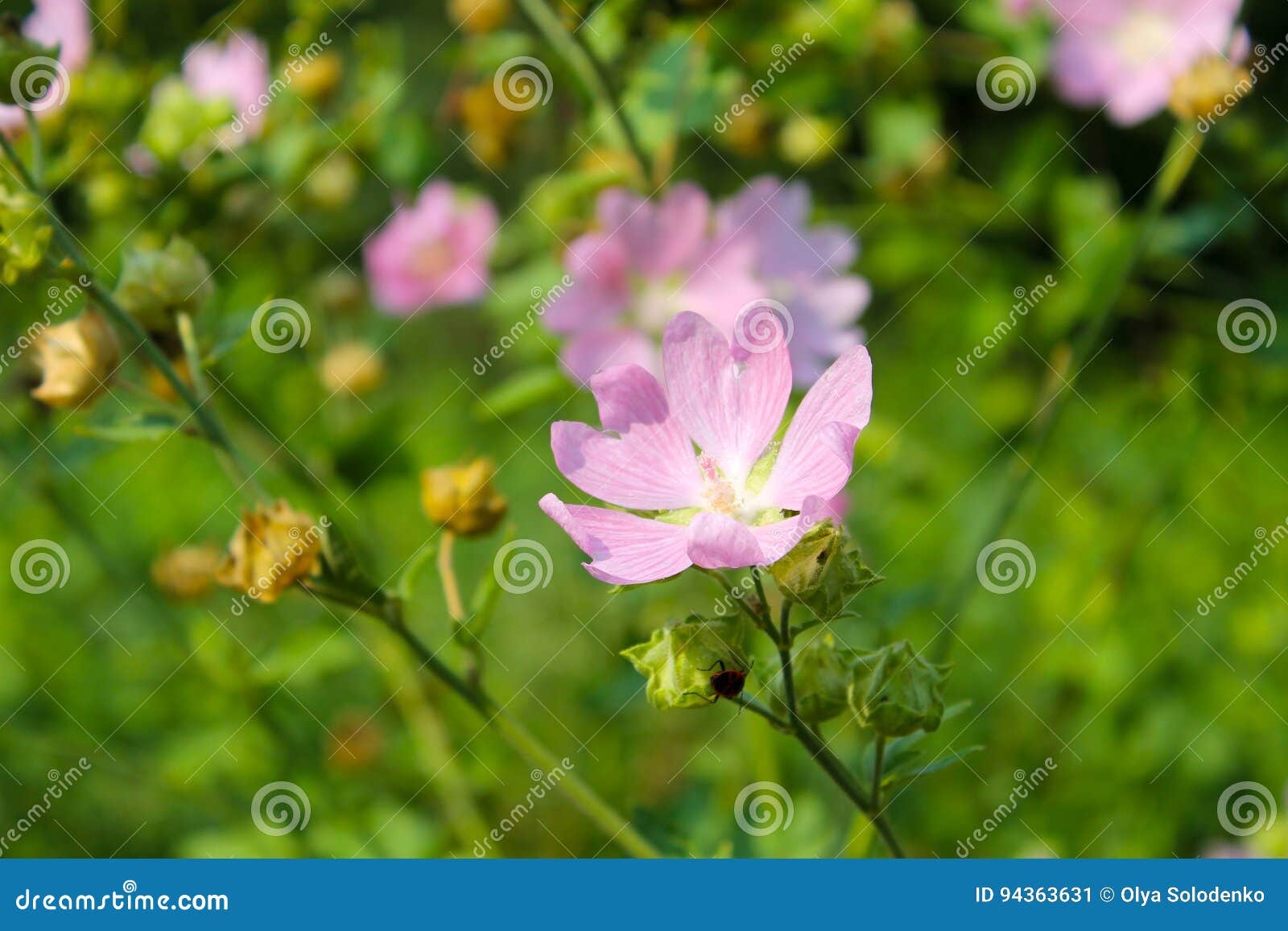 Wild pink mallow stock image. Image of hollyhock, garden - 94363631
