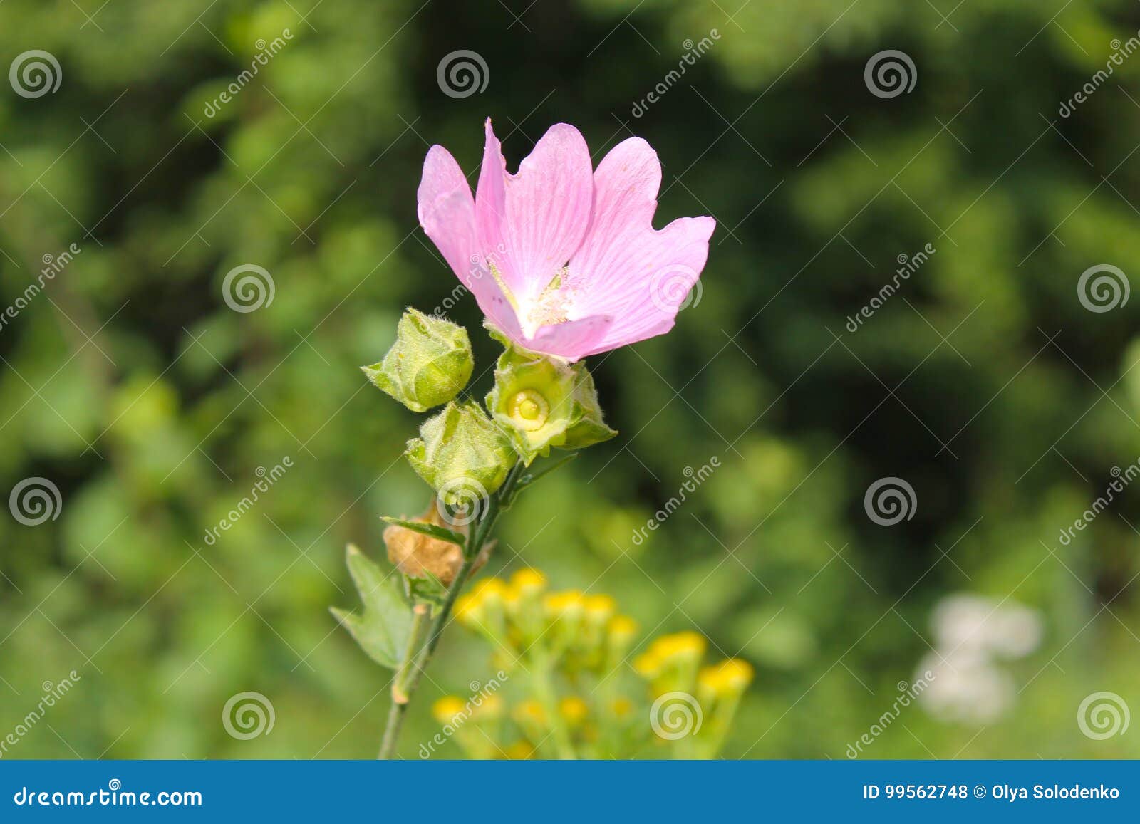 Wild pink mallow stock photo. Image of floral, herb, color - 99562748