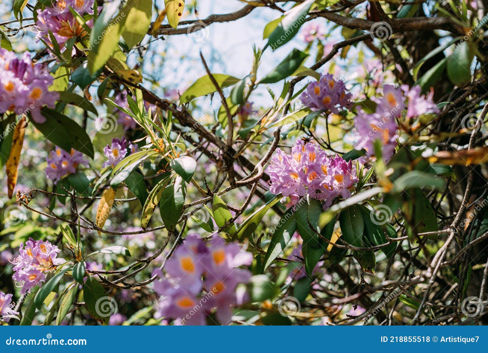 Wild Pink Rhododendron Bush Stock Photo - Image of botany, biology ...