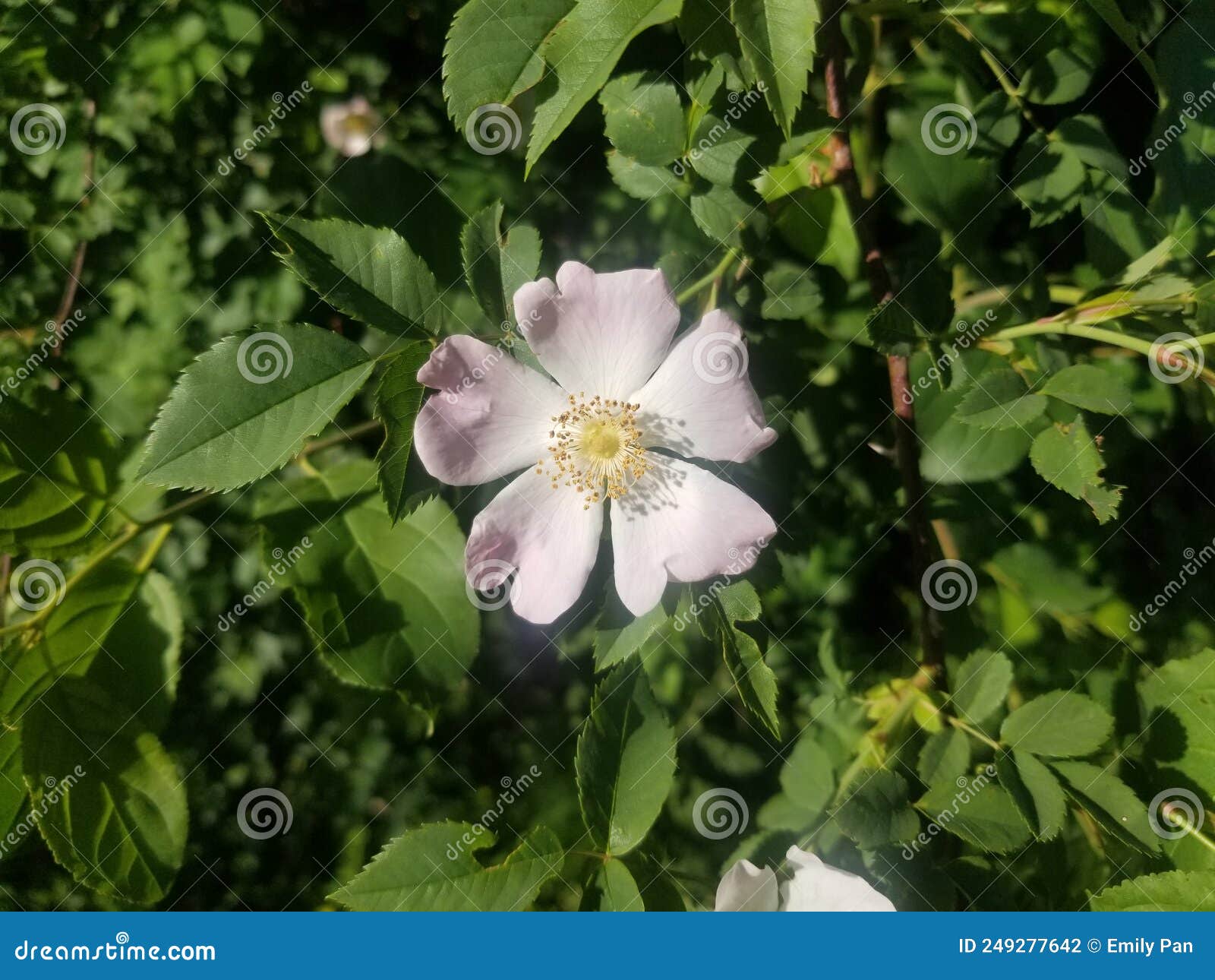 Wild Pink Rose stock photo. Image of garden, flower - 249277642