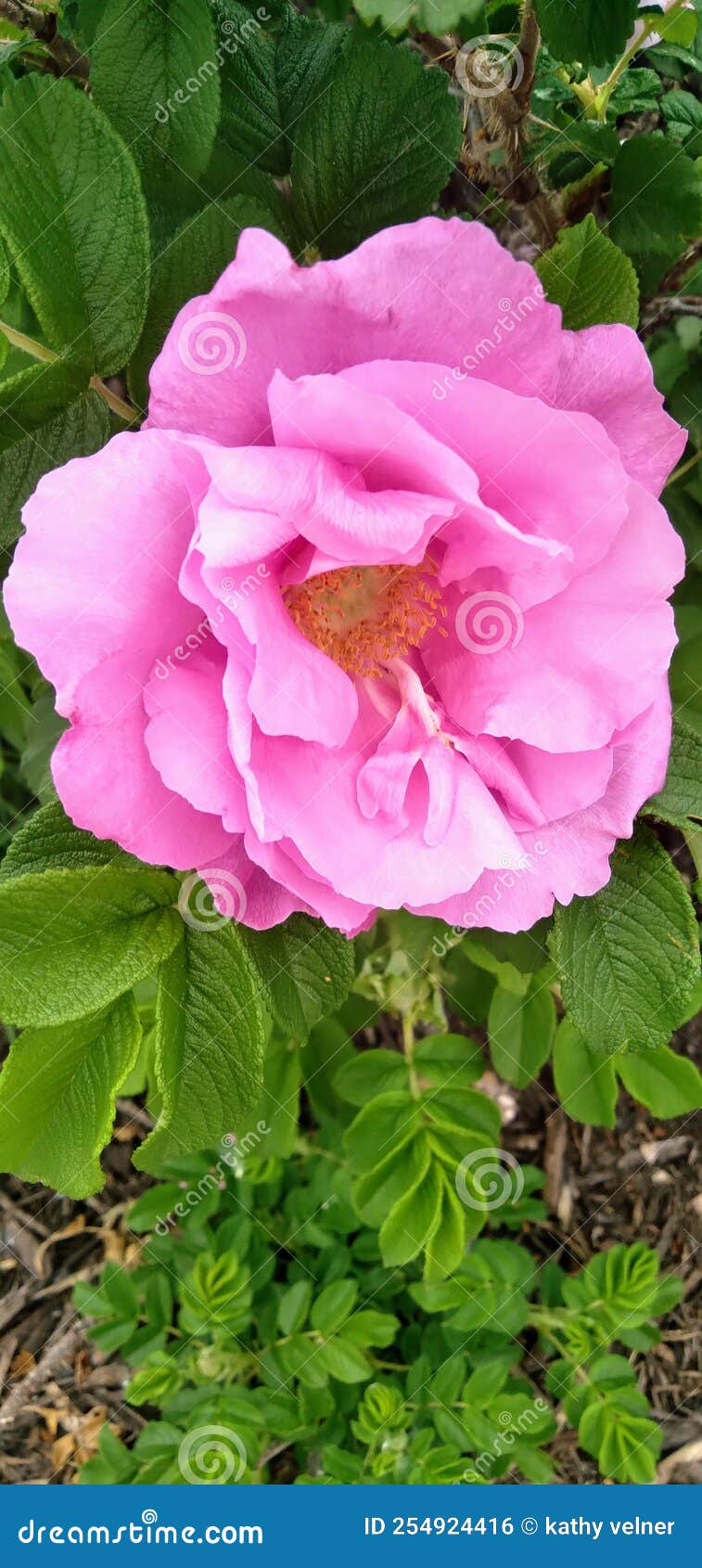 Wild pink rose stock photo. Image of rose, roses, flower - 254924416