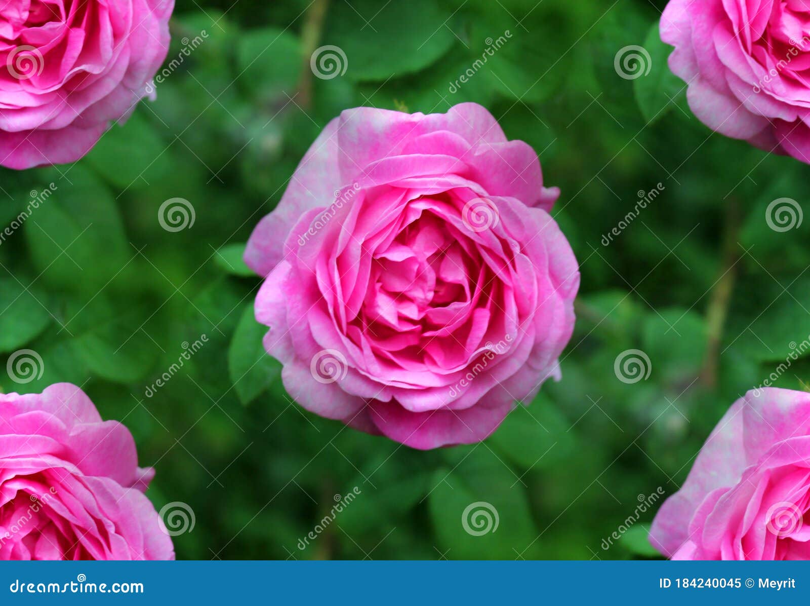 Simple pfoto Image stock image. Image of white, pink - 184240045