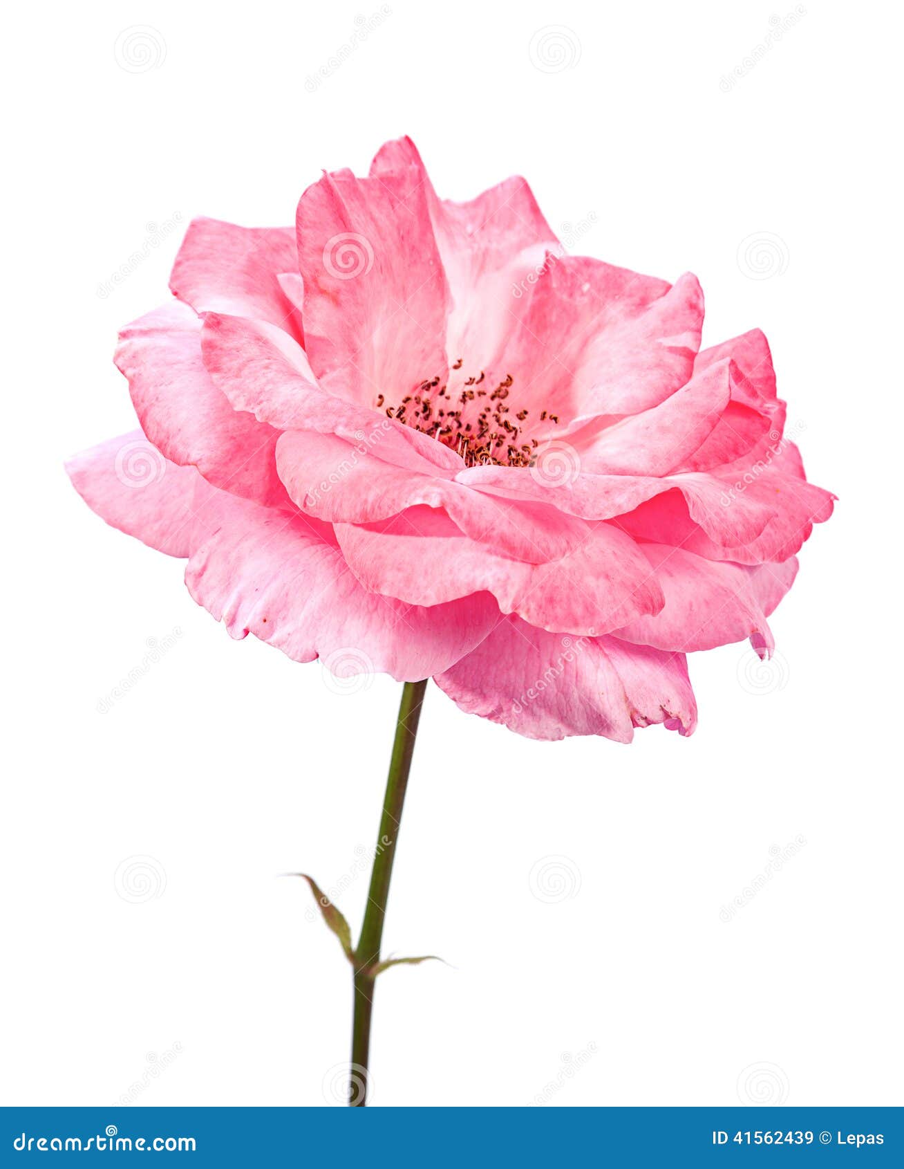 Wild pink rose stock image. Image of macro, flower, color - 41562439