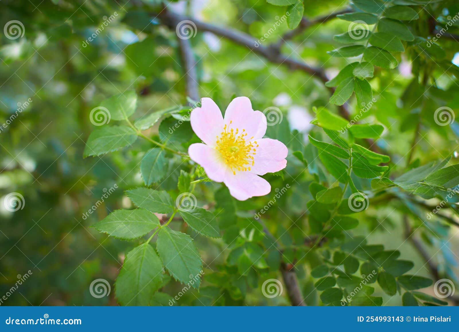 Wild Pink Rose Hip in the Forest. Wild Pink Rose Stock Image - Image of ...