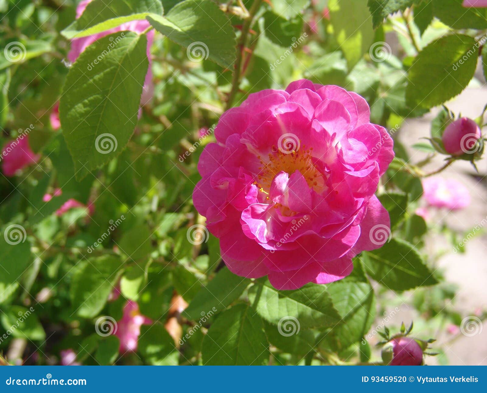 Wild pink roses bush stock photo. Image of summer, pink - 93459520