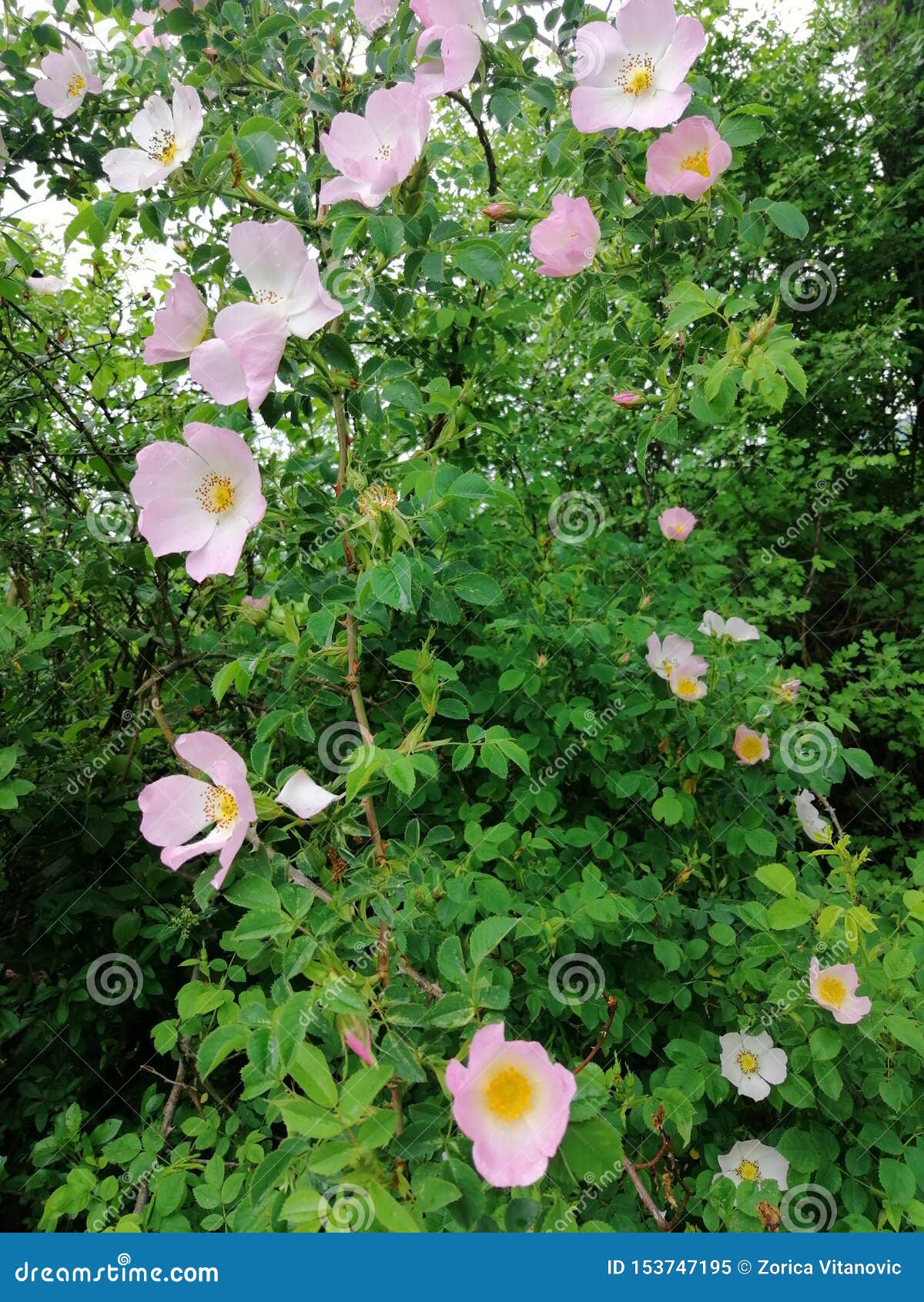 Wild pink roses in nature stock image. Image of pink - 153747195