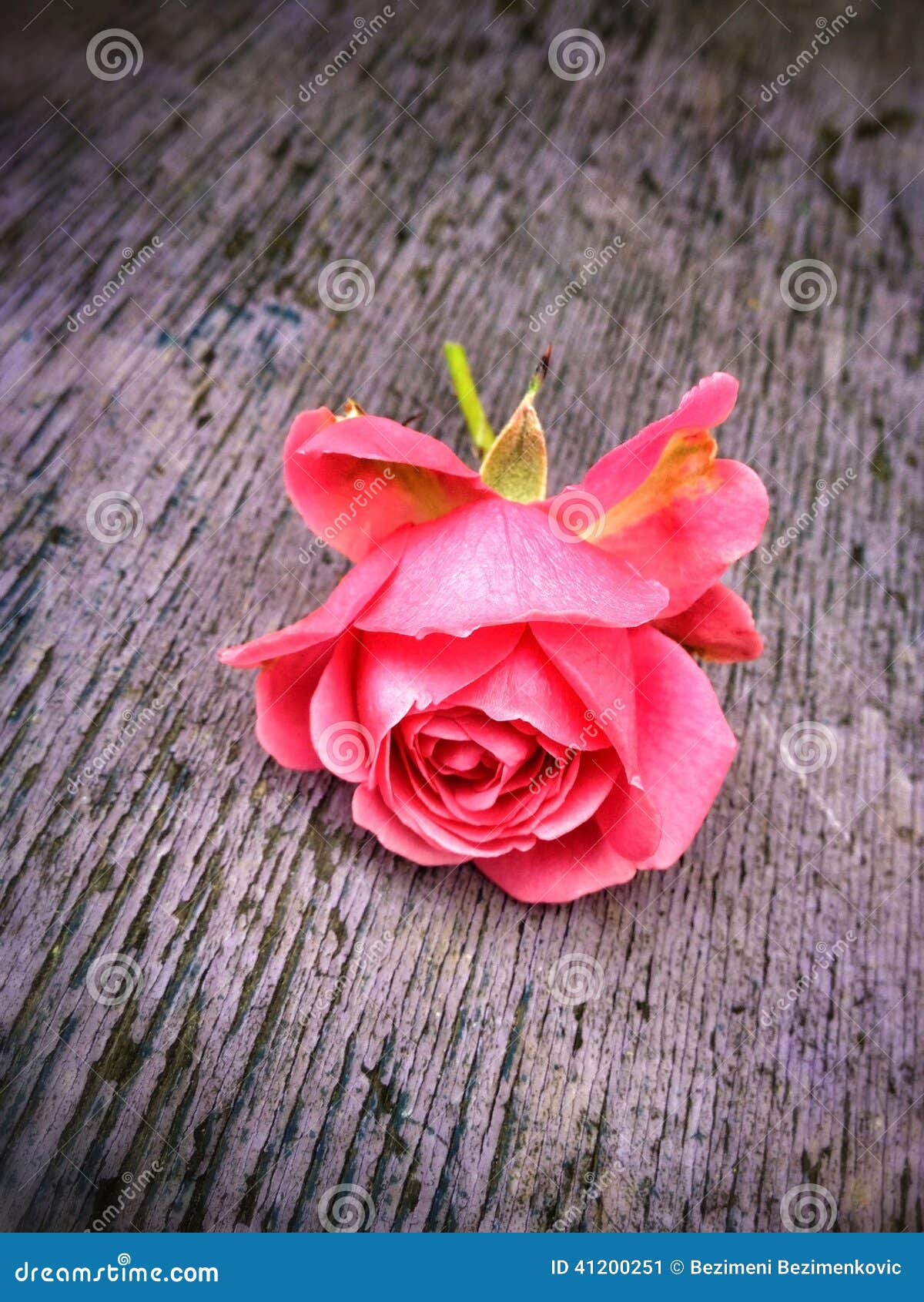 Pink Rouse Stock Photos - Free & Royalty-Free Stock Photos from Dreamstime