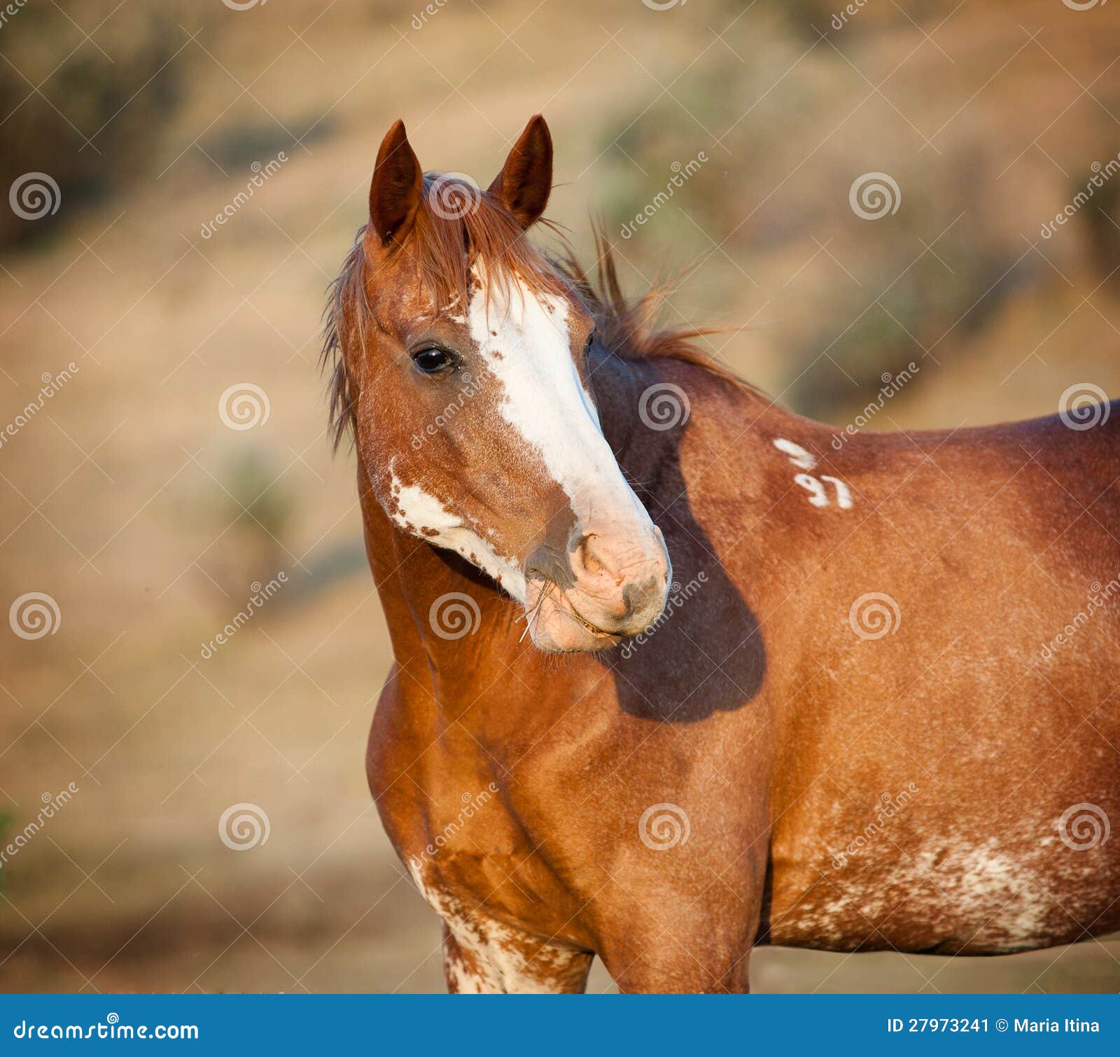 Wild pinto horse stock image. Image of black, equestrian - 27973241