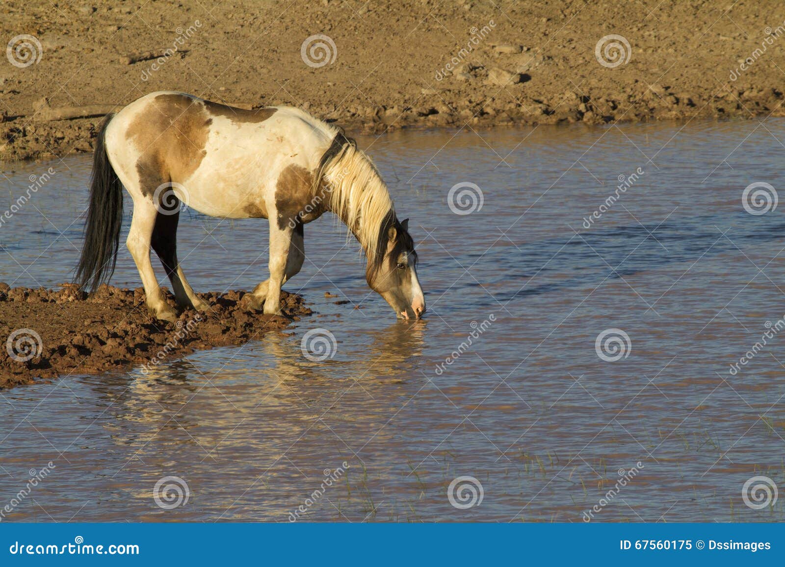 Wild Pinto Stallion at the Water Hole Stock Image - Image of stallion ...