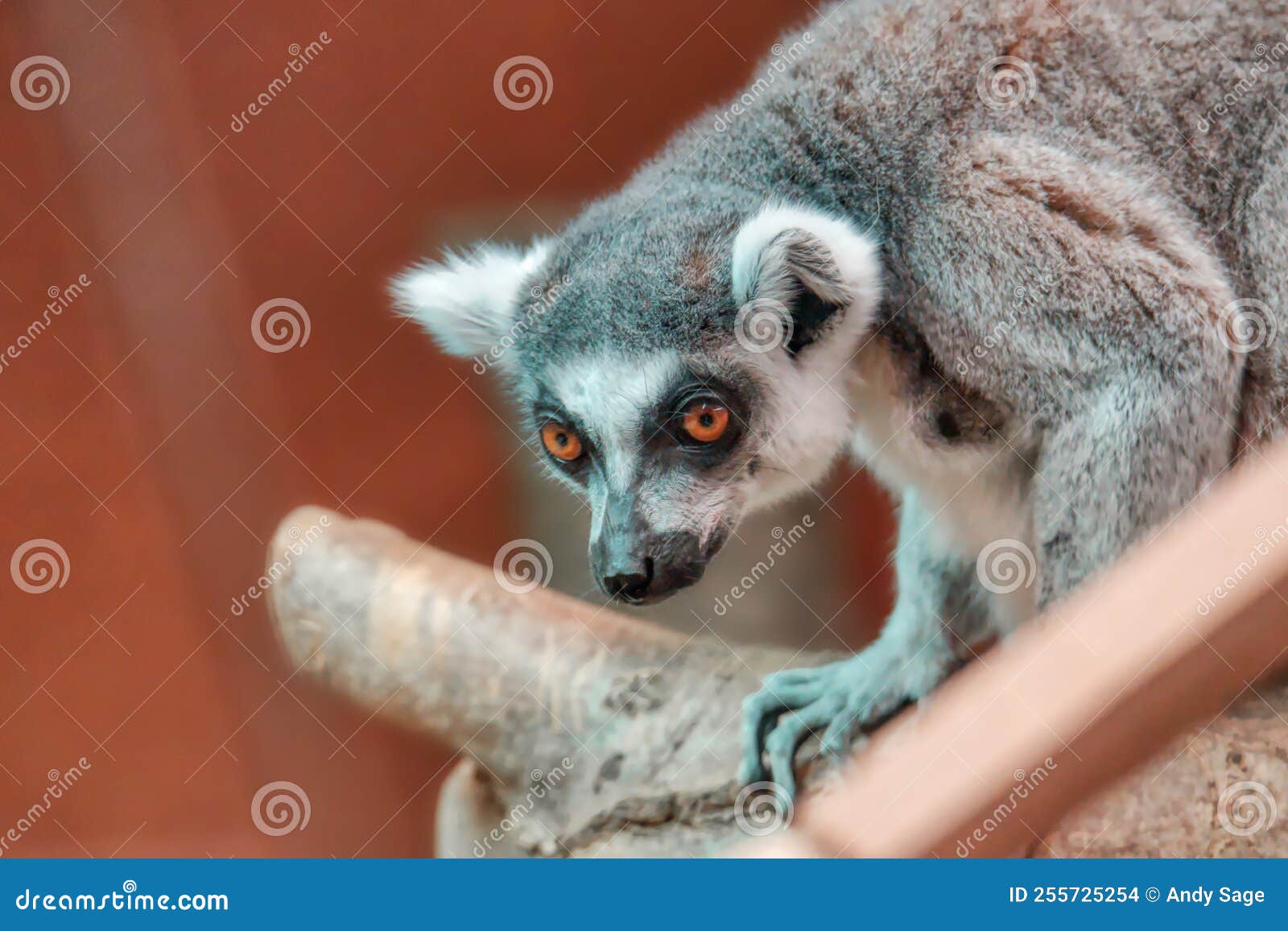 Wild Place Project, Bristol Stock Photo - Image of bristol, eyes: 255725254