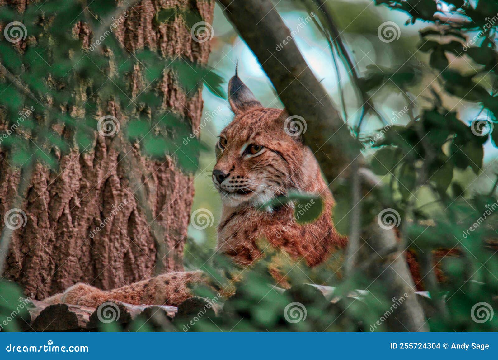Wild Place Project, Bristol Stock Photo - Image of idyllic, resting ...