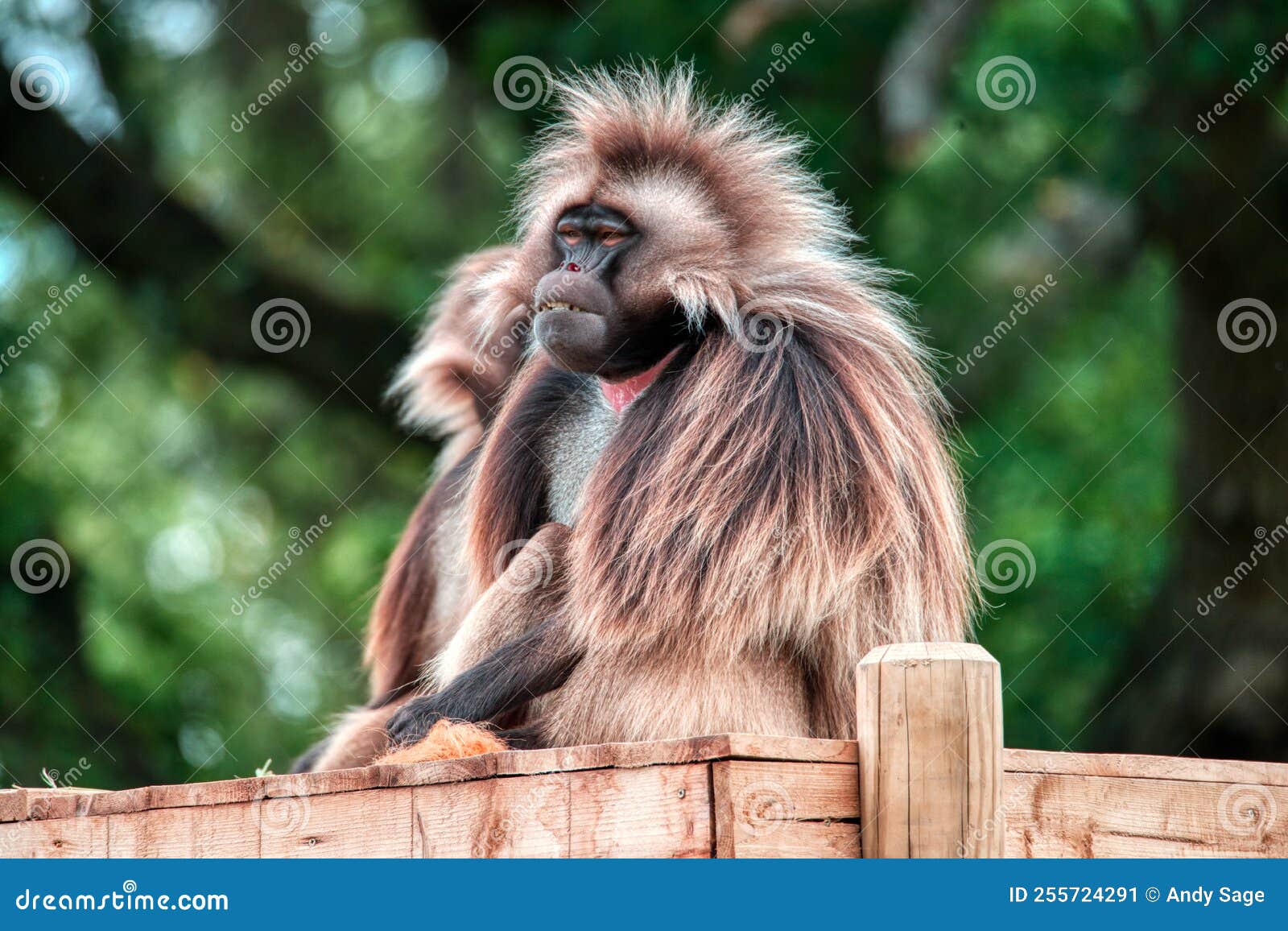 Wild Place Project, Bristol Stock Image - Image of eyes, attraction ...