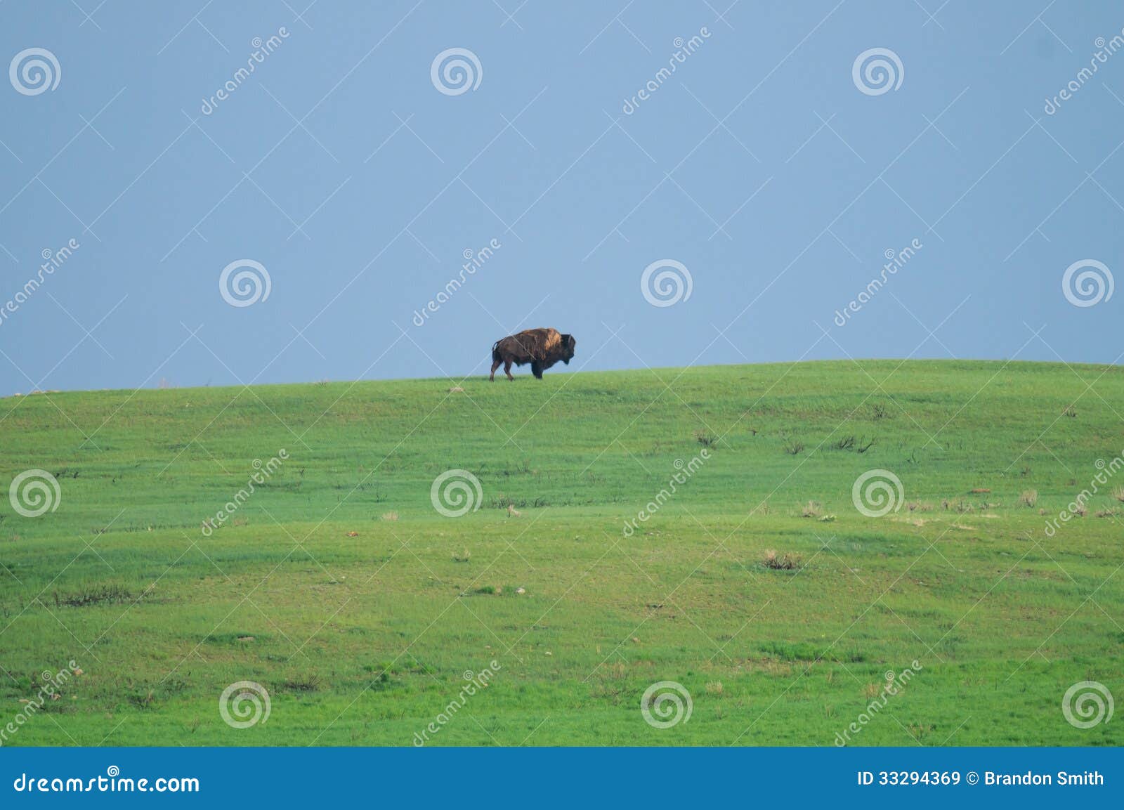 Wild Plains Bison (Bison Bison Bison) Stock Image - Image of prairie ... Wild Plains Bison (Bison Bison Bison) Stock Image - Image of prairie ...