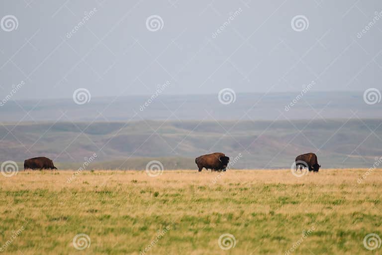 Wild Plains Bison (Bison Bison Bison) Stock Photo - Image of american ... Wild Plains Bison (Bison Bison Bison) Stock Photo - Image of american ...