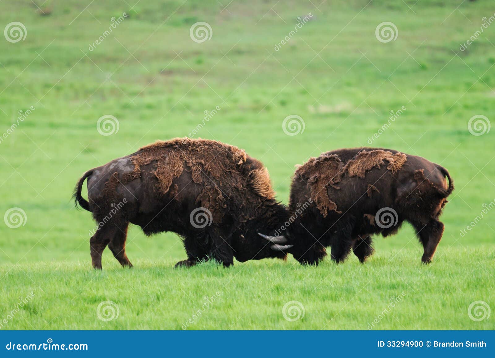 Wild Plains Bison (Bison Bison Bison) Stock Photo - Image of park ... Wild Plains Bison (Bison Bison Bison) Stock Photo - Image of park ...