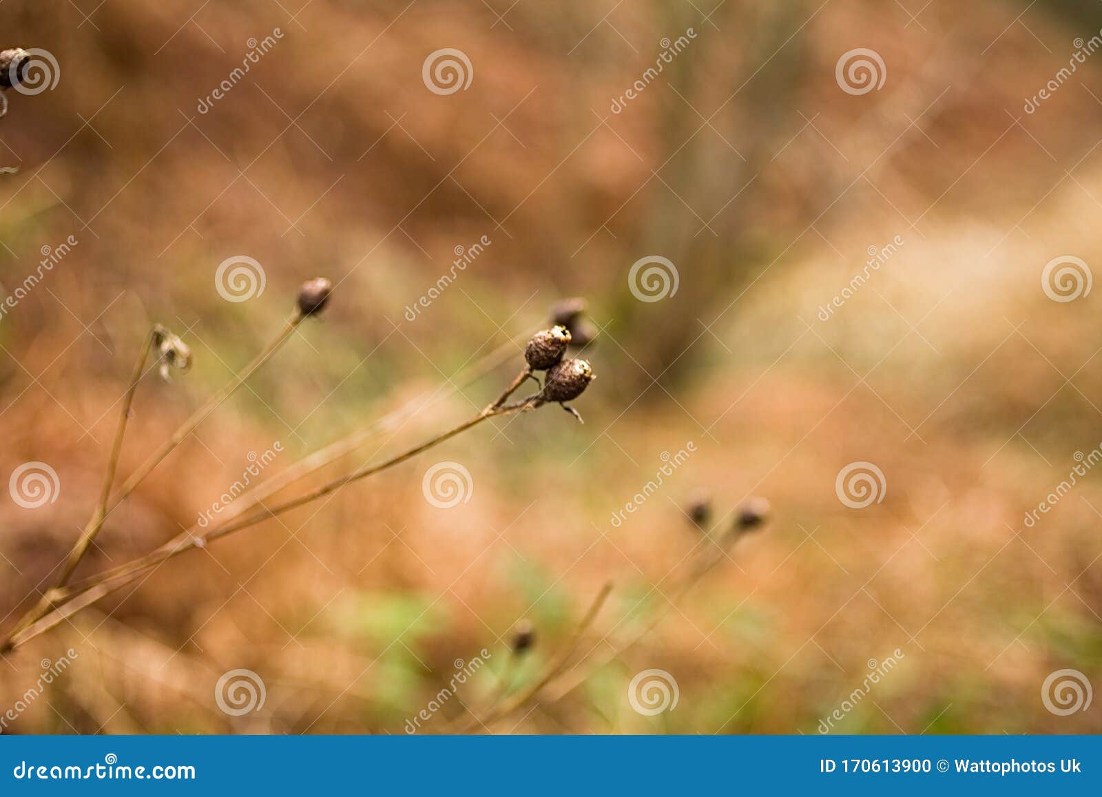 Wild Plant in a Forest Macro View Stock Photo - Image of january ...