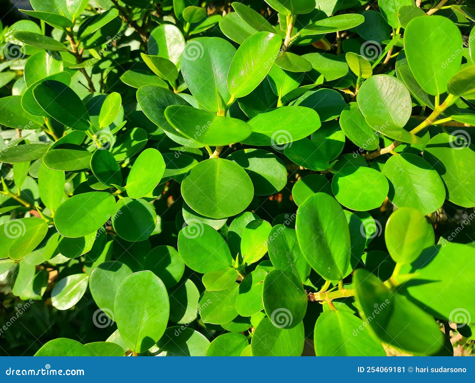 Wild Plant with Fresh Green Leaves Stock Image - Image of grass ...