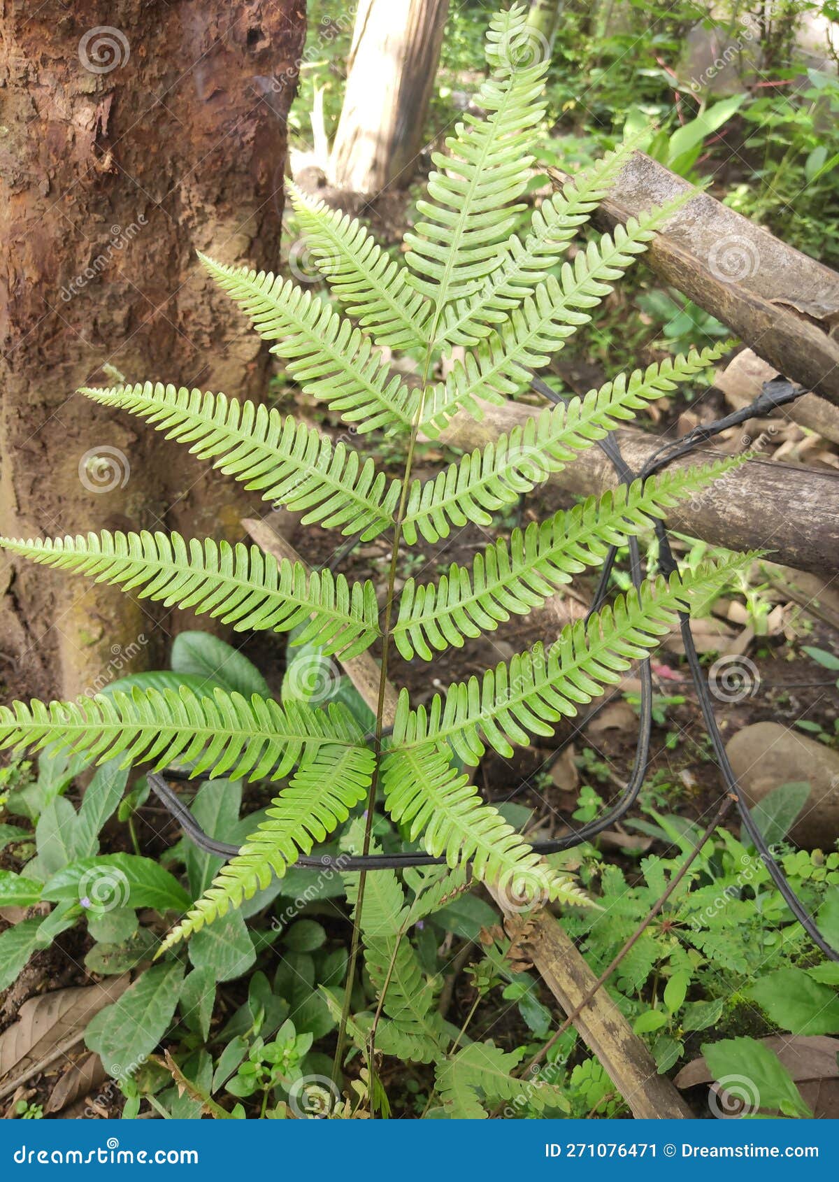 A Wild Plant that Has Unique Leaves Stock Image - Image of jungle ...