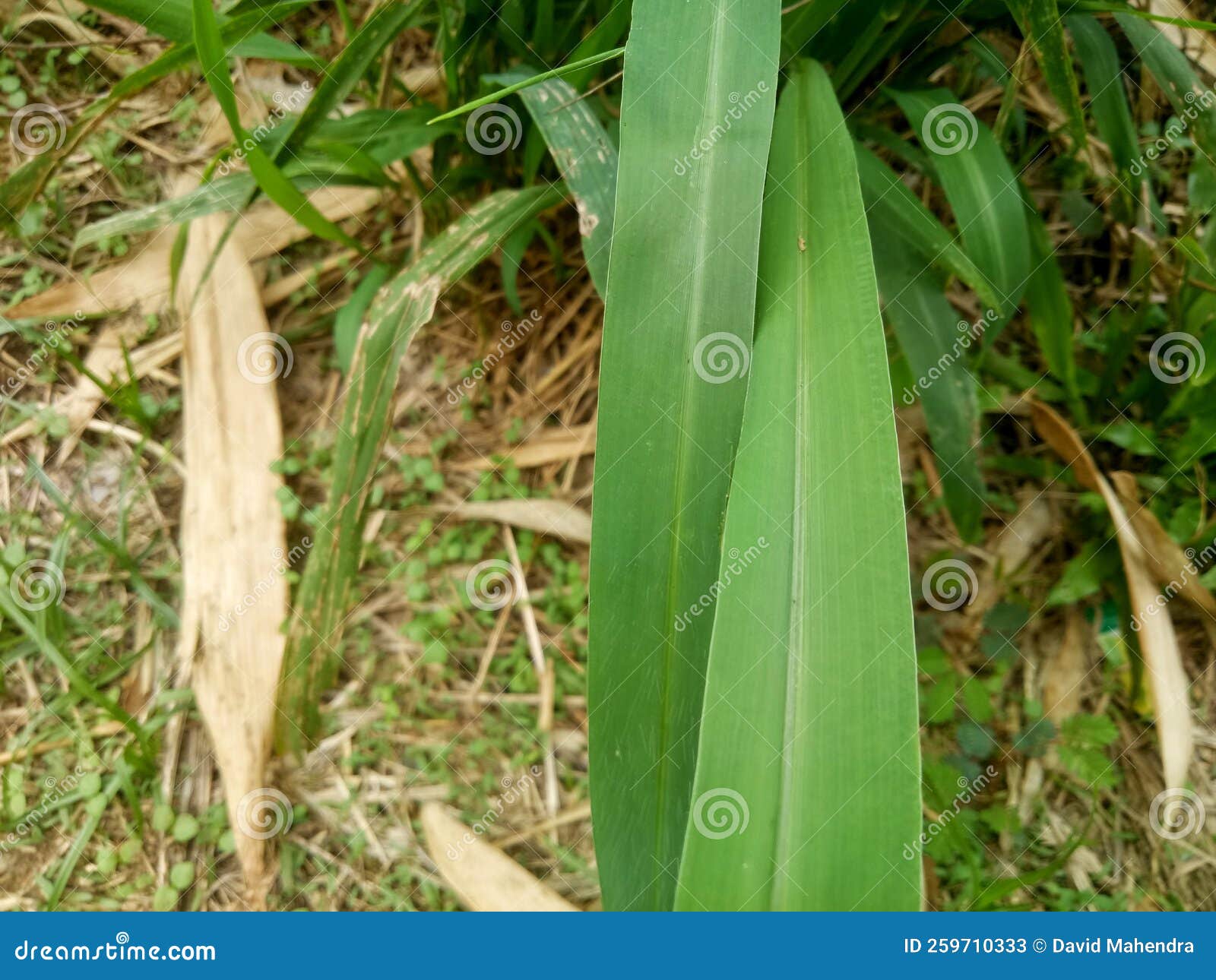 Wild Plant Leaves Growing Side by Side Stock Image - Image of ...