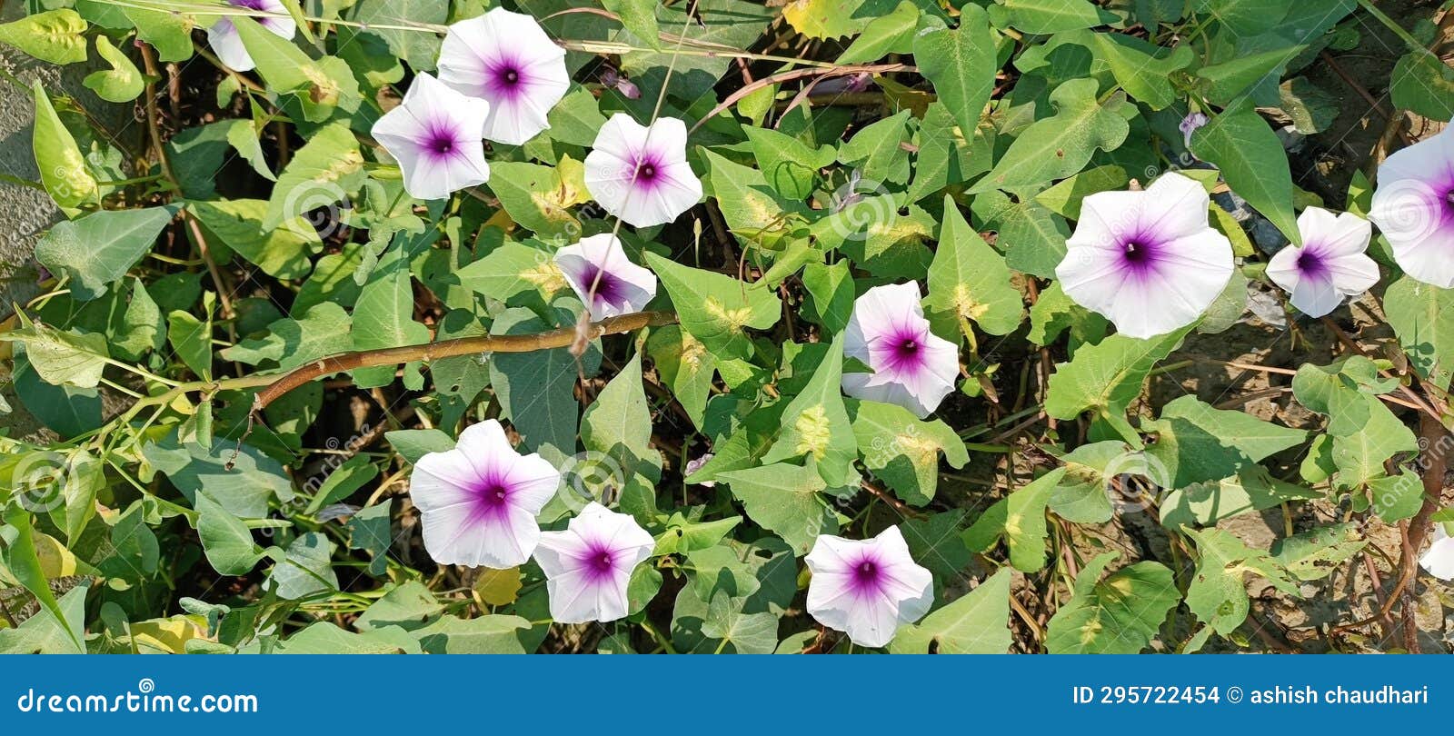 Wild Plant Life India Gujarat Stock Photo - Image of india, plant ...