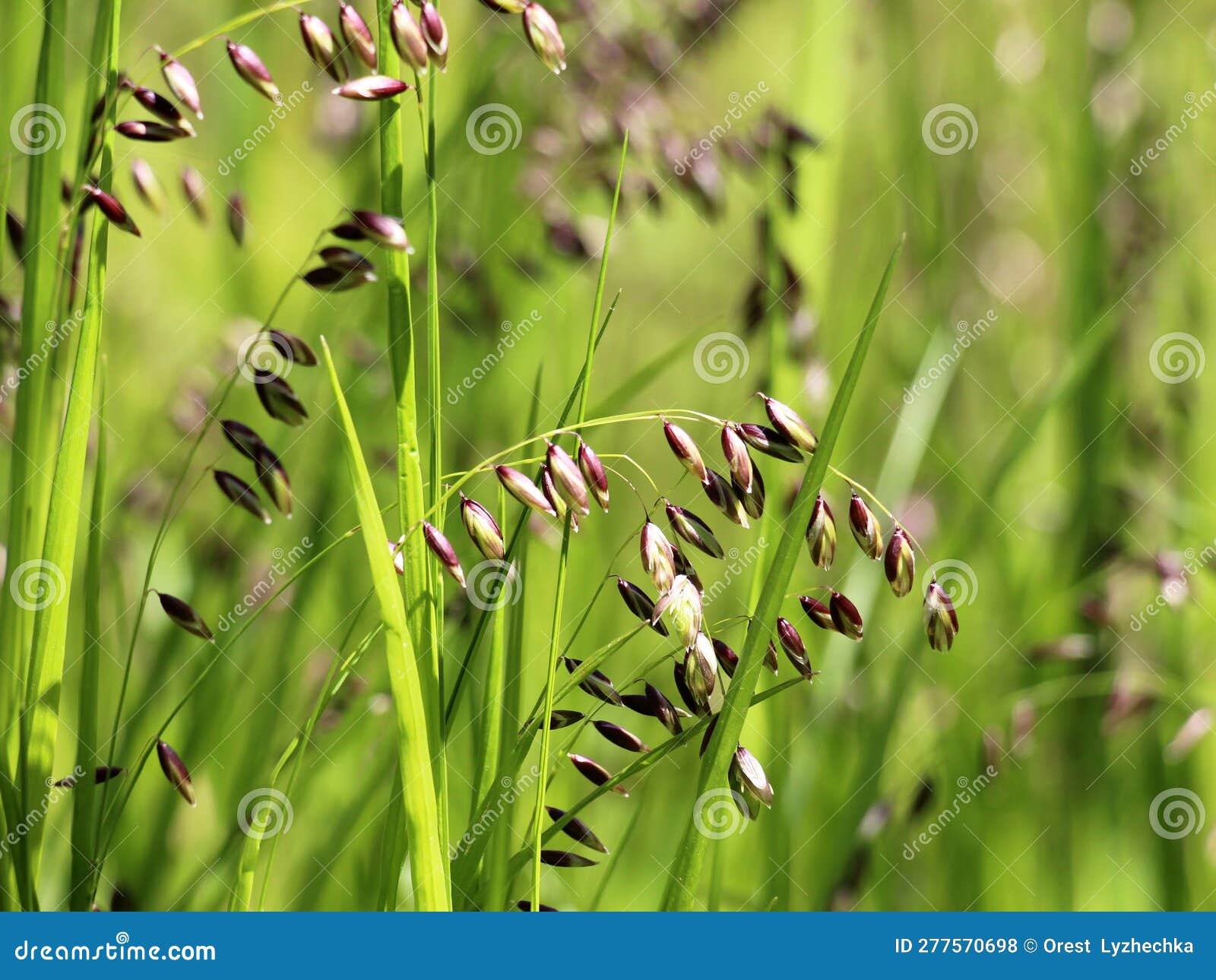 The Wild Plant Melica Nutans Grows in the Forest Stock Photo - Image of ...