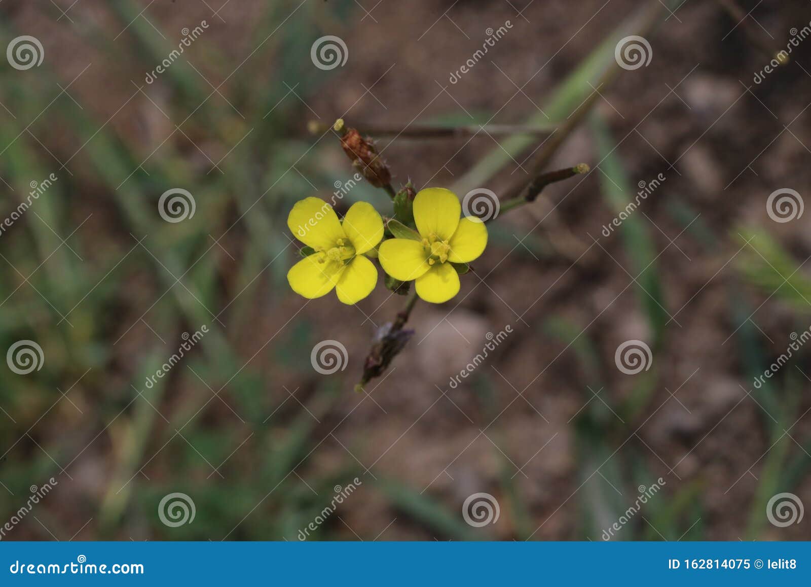 Diplotaxis Muralis - Wild Flower Stock Image - Image of flower, science ...