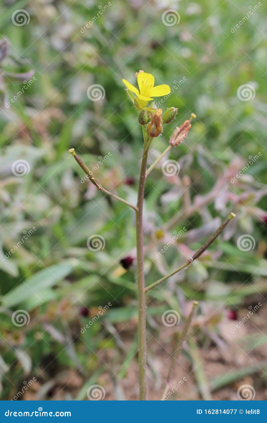 Diplotaxis Muralis - Wild Flower Stock Image - Image of species ...