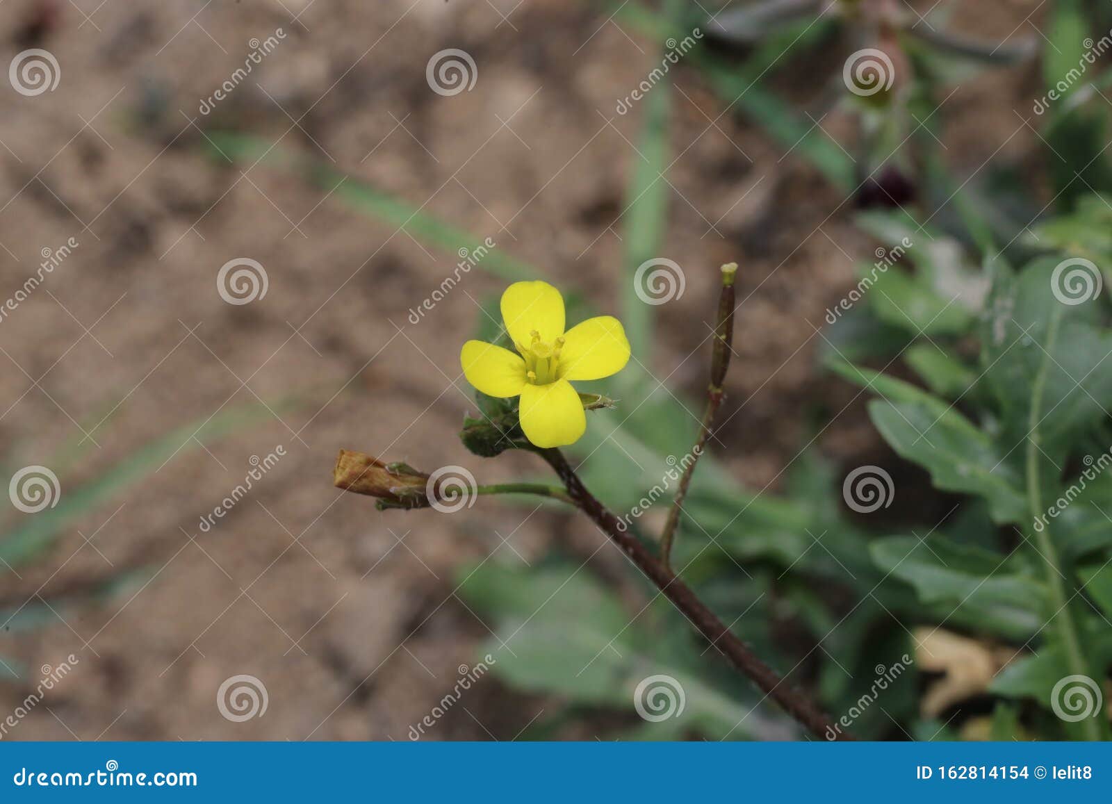 Diplotaxis Muralis - Wild Flower Stock Photo - Image of closeup, macro ...