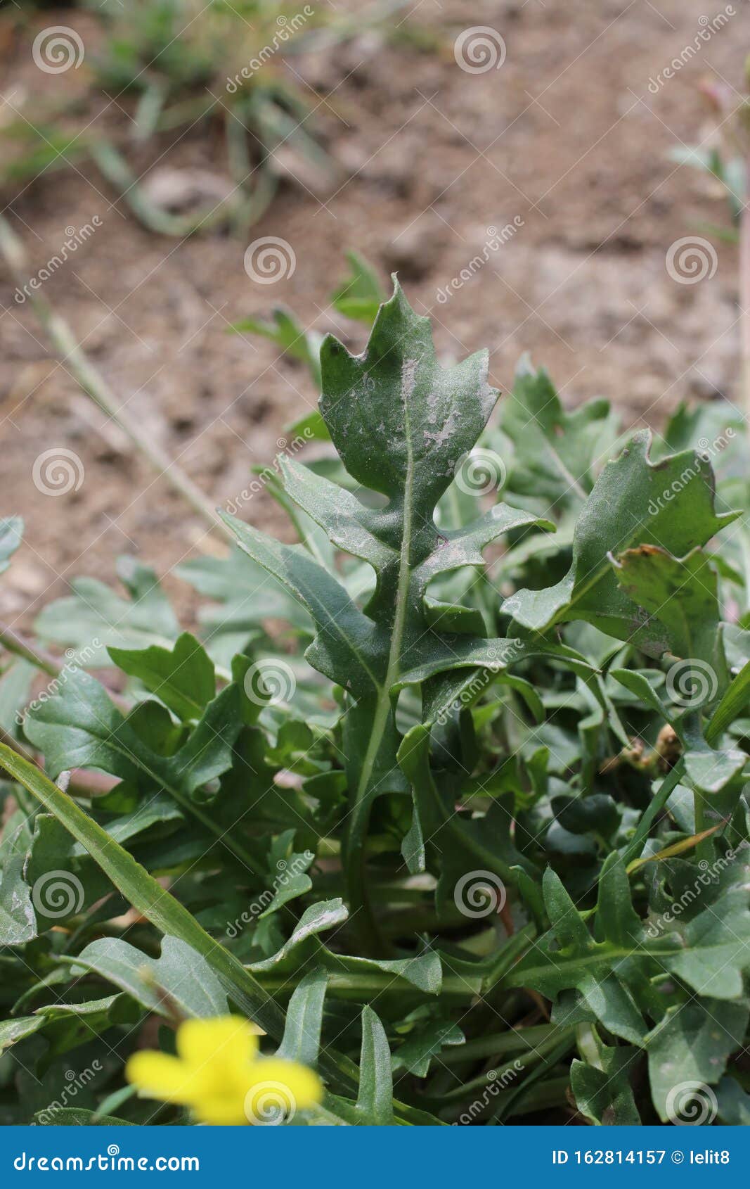 Diplotaxis Muralis - Wild Flower Stock Image - Image of flower ...